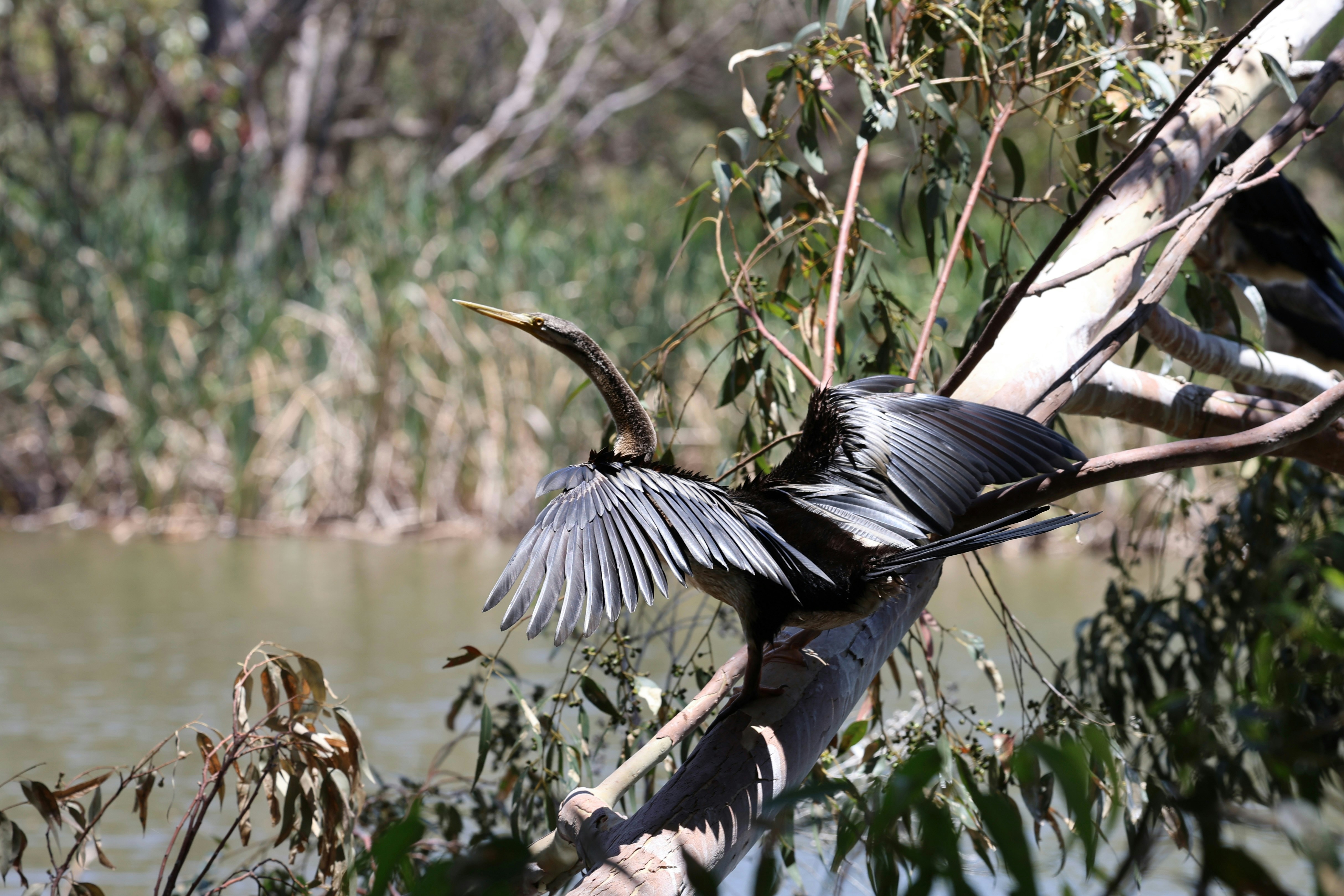 A Flight Amid Foliage: Black Bird on a Sunlit Branch