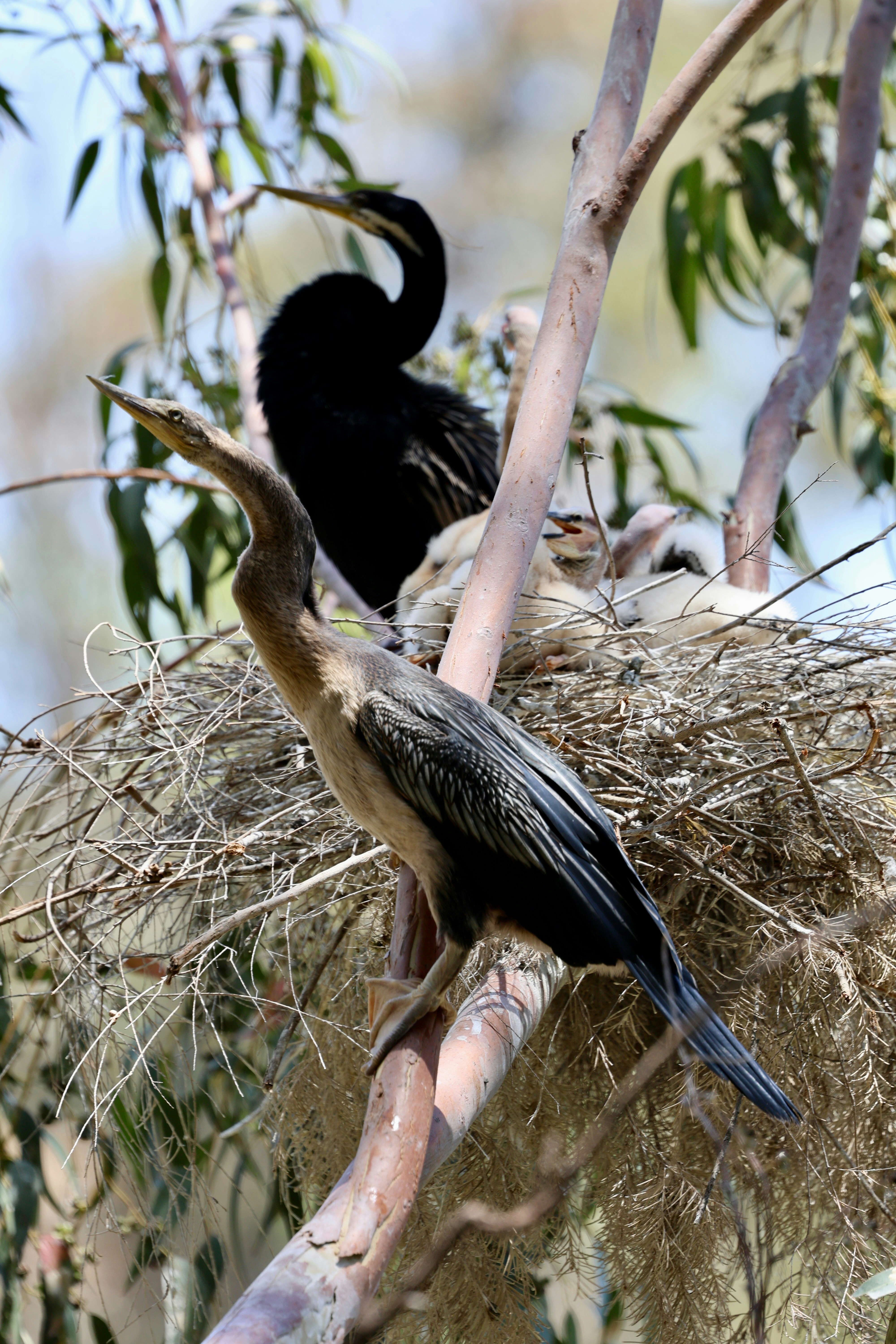 Nest Guardians: A Pair of Herons Among Tangle of Branches