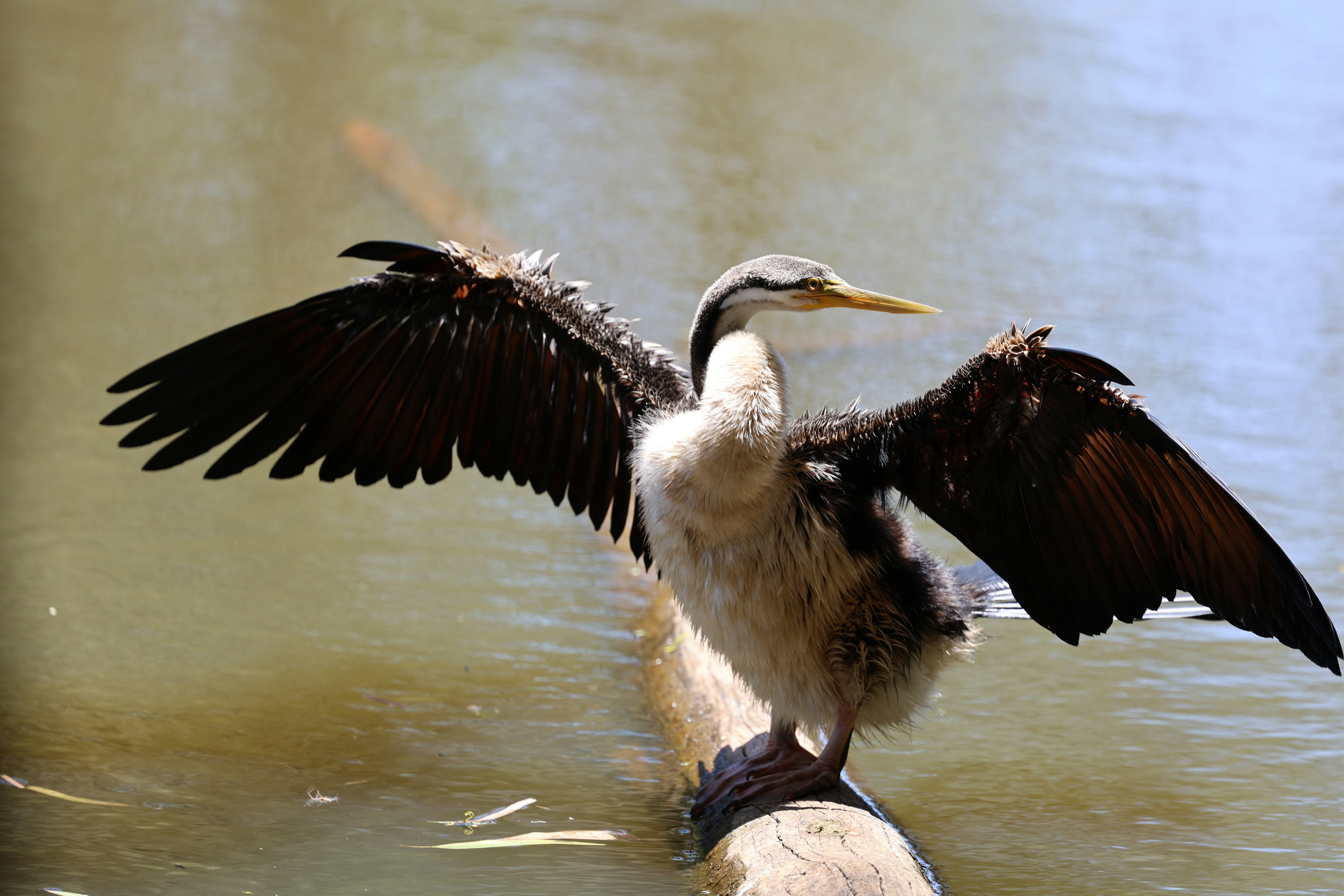 Winged Standstill: A Heron Balances on a Log