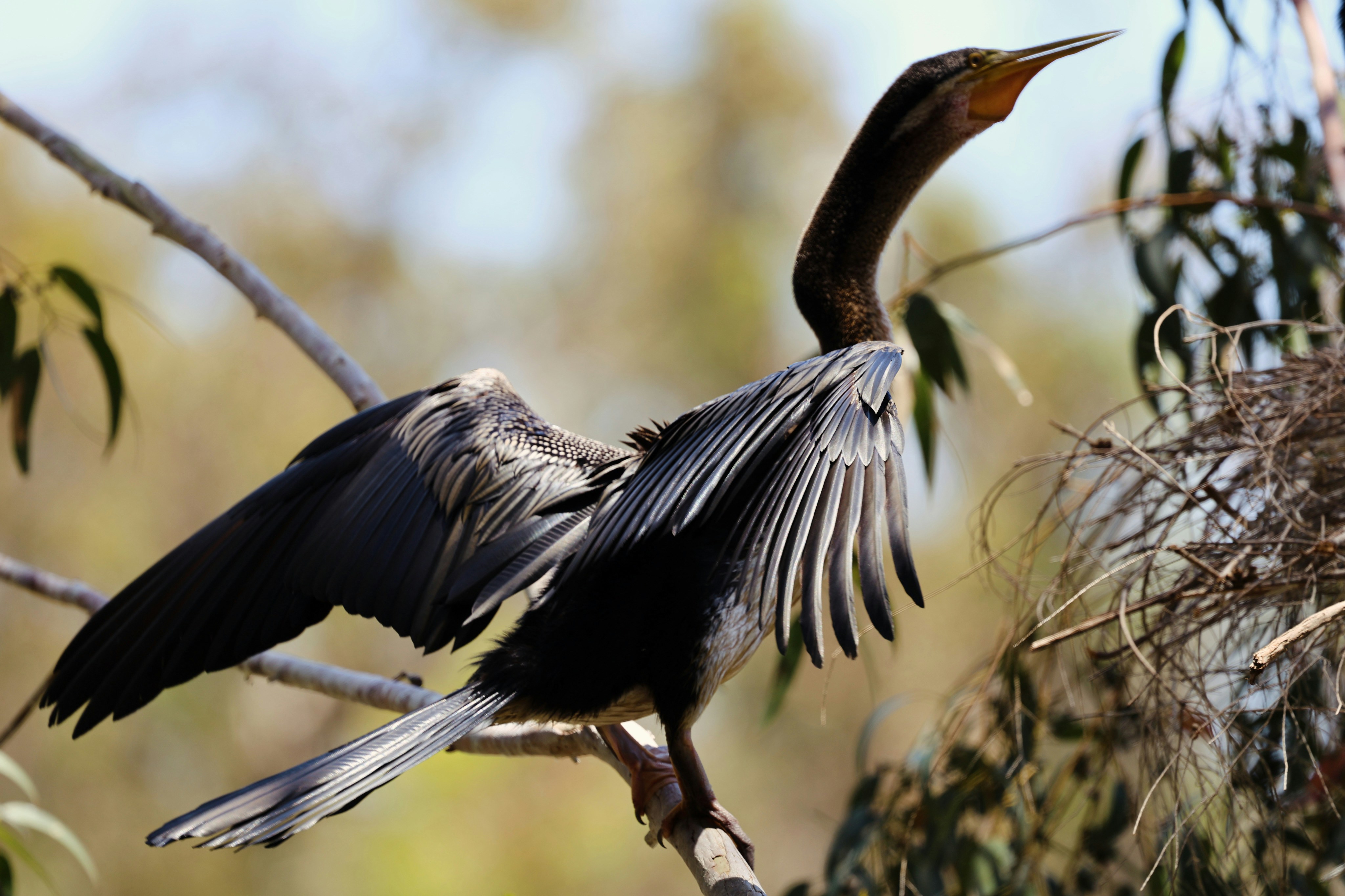 Rising Heron: Flight Framed by Branches and Nesting Scrub