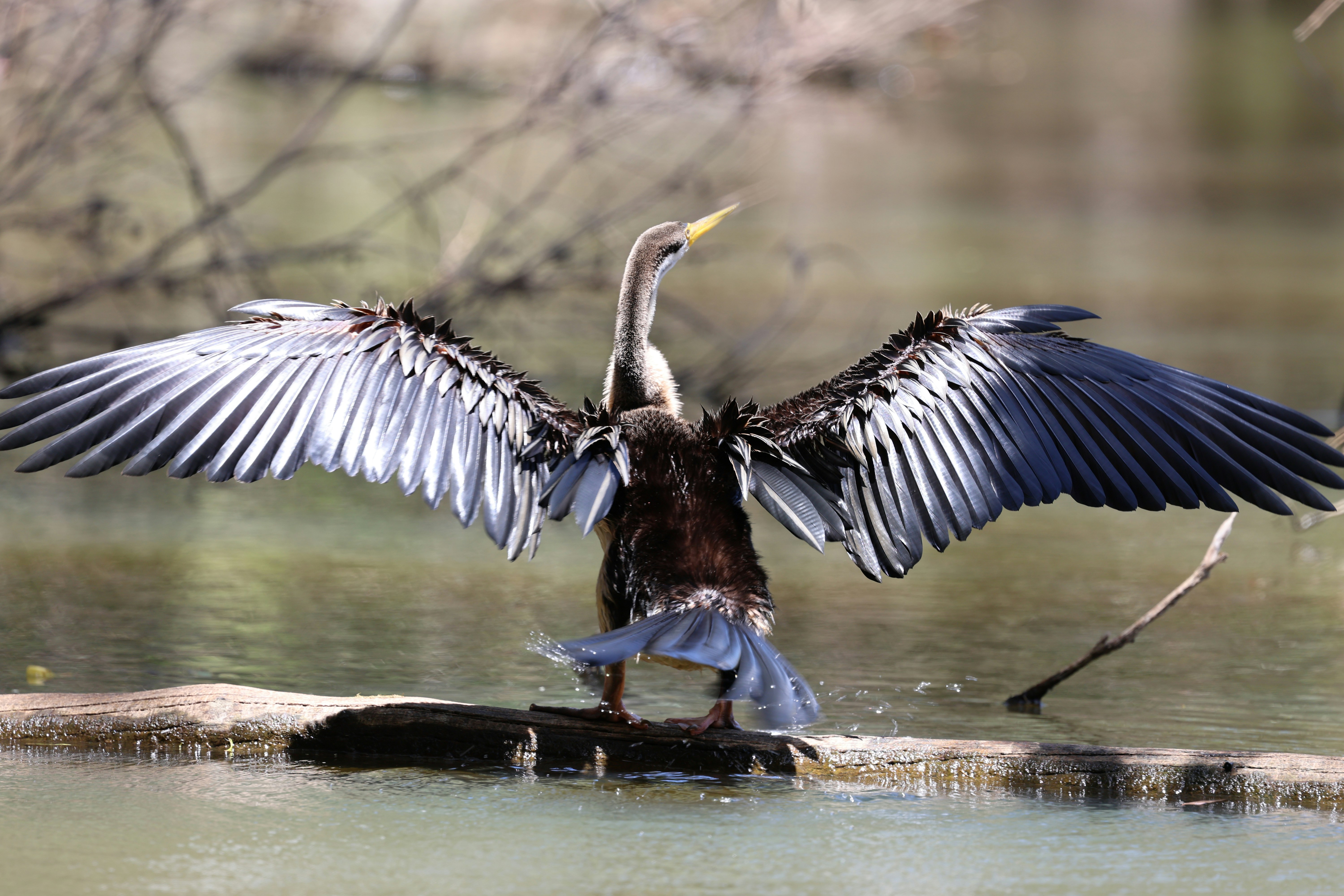 Winged Crown: A crane-like bird stretches across a sunlit shallows as water ripples beneath