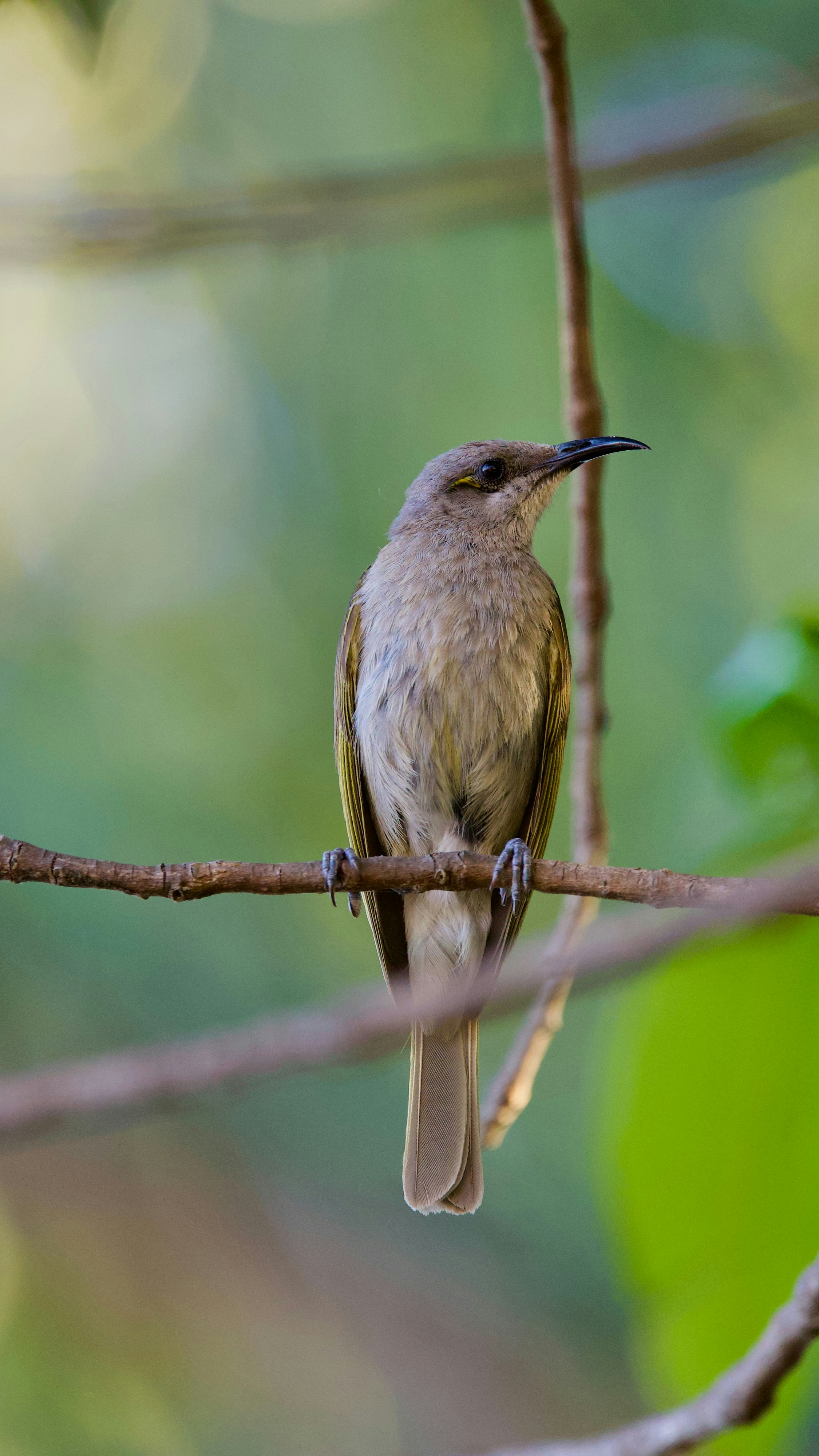 Perched Observation: A Hushed Moment with a Grey-Brown Warbler
