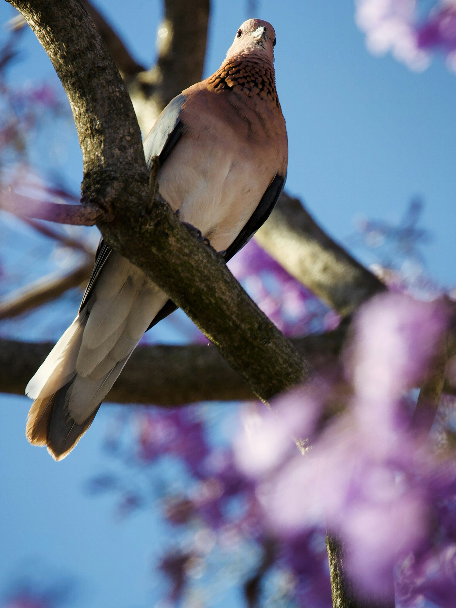 Crimson Pigeon in Bloom: Perched amid lilac branches under a clear sky