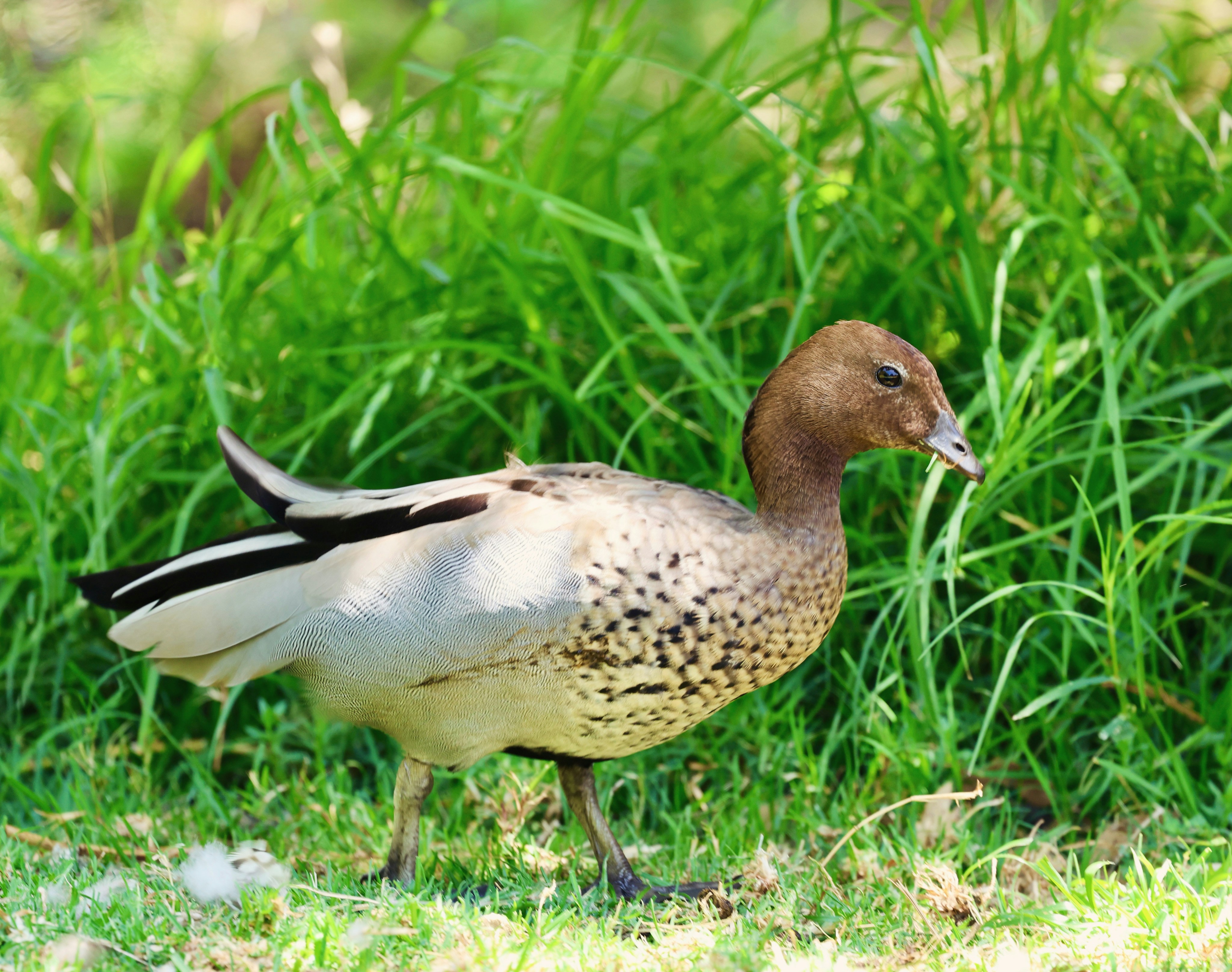 A Curved-Neck Duck Stepping Through Emerald Grass