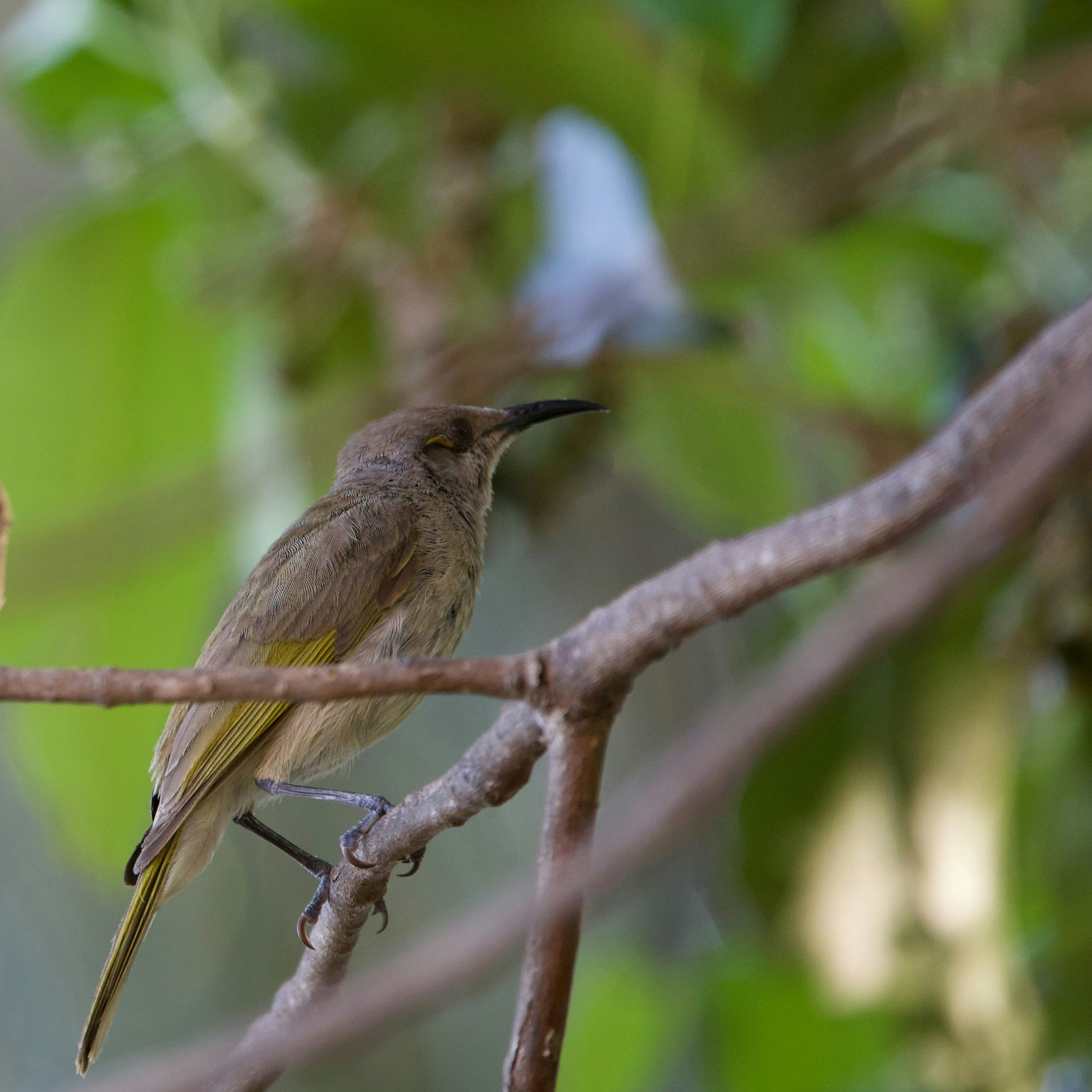 Hummingbird in Dappled Green: A Quiet Perch on a Twig