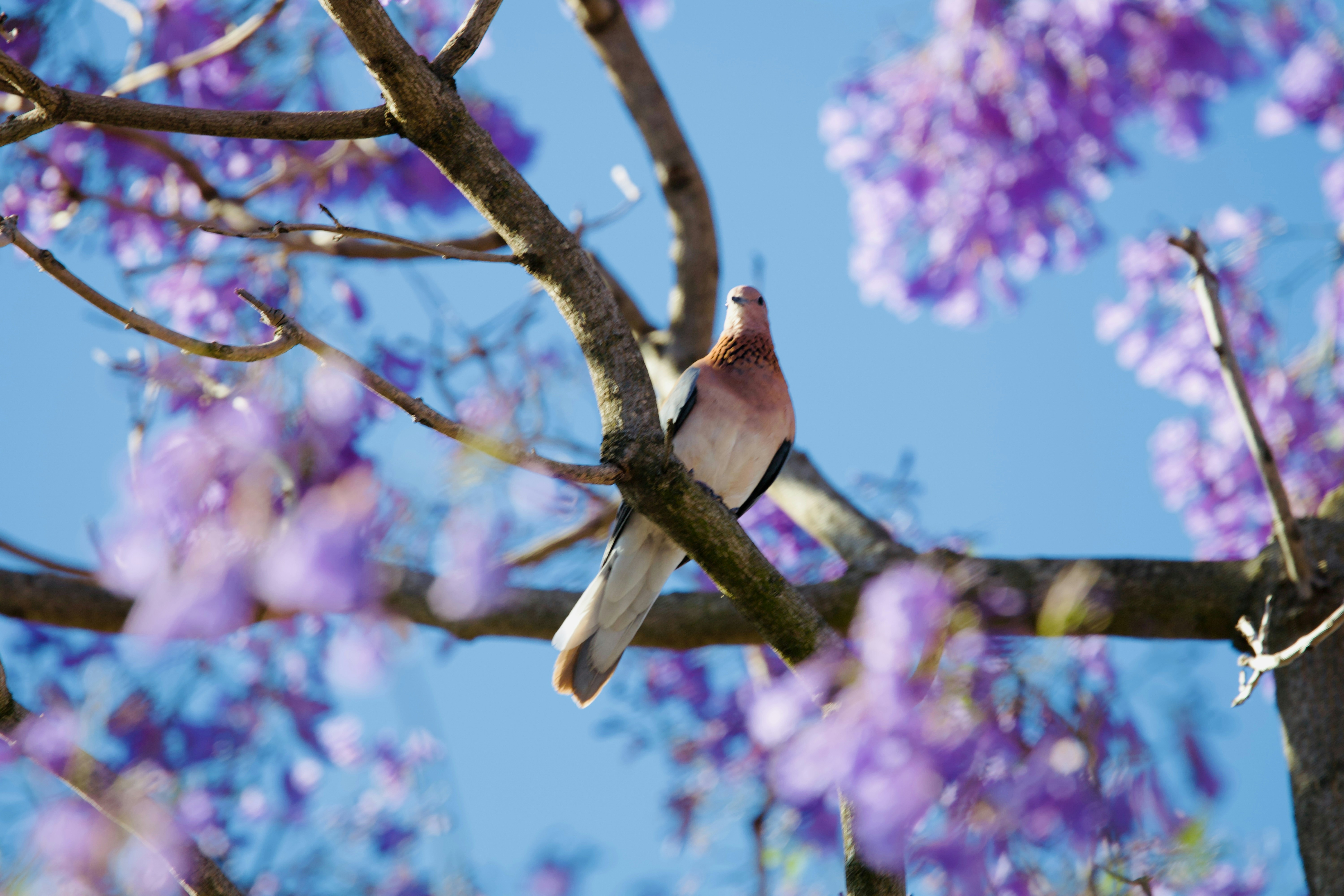 Azure backdrop and rosy songbird: a perch among lilac blossoms