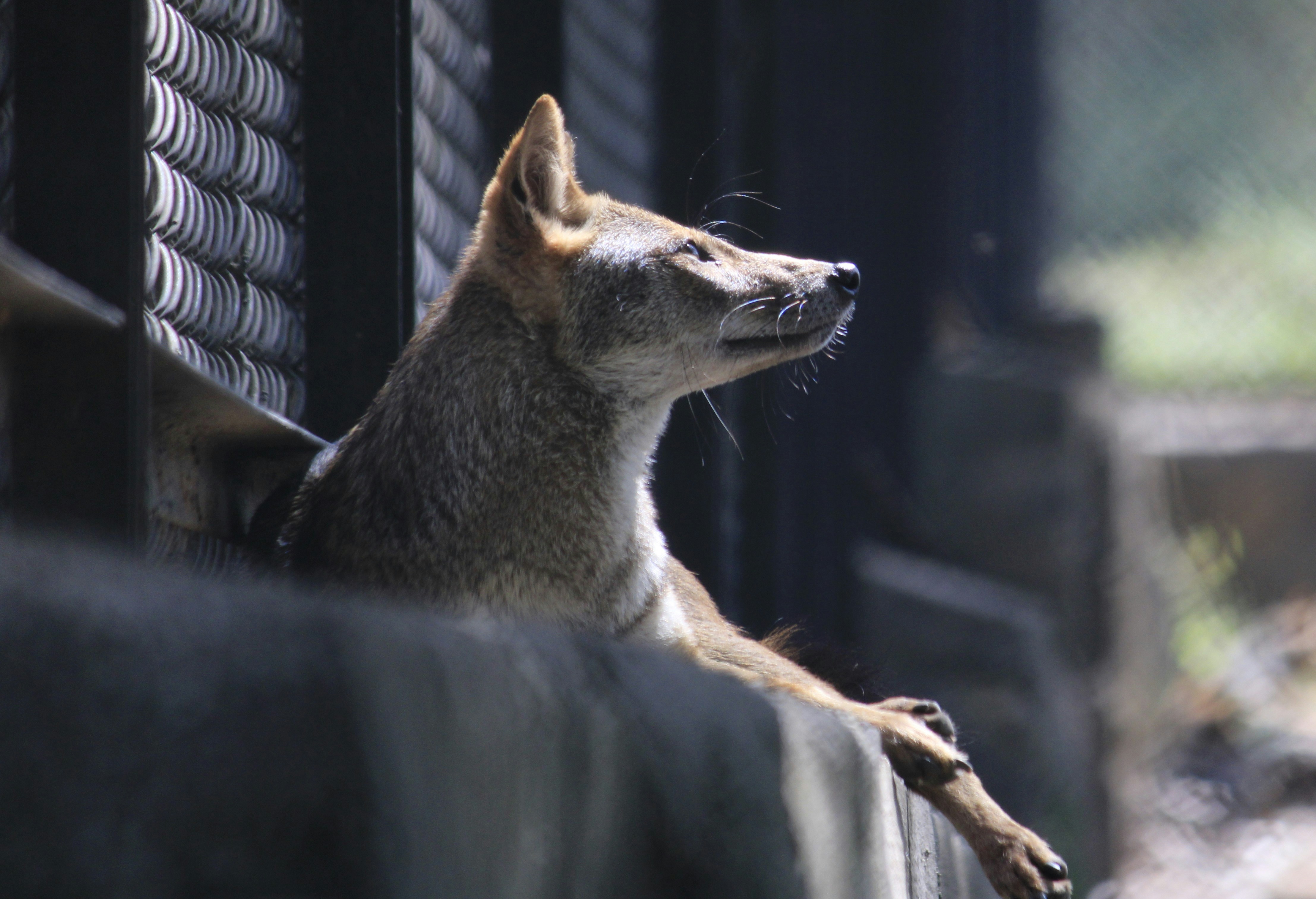 Cautious Parkside Watch: A Lupine Pup Peers Out