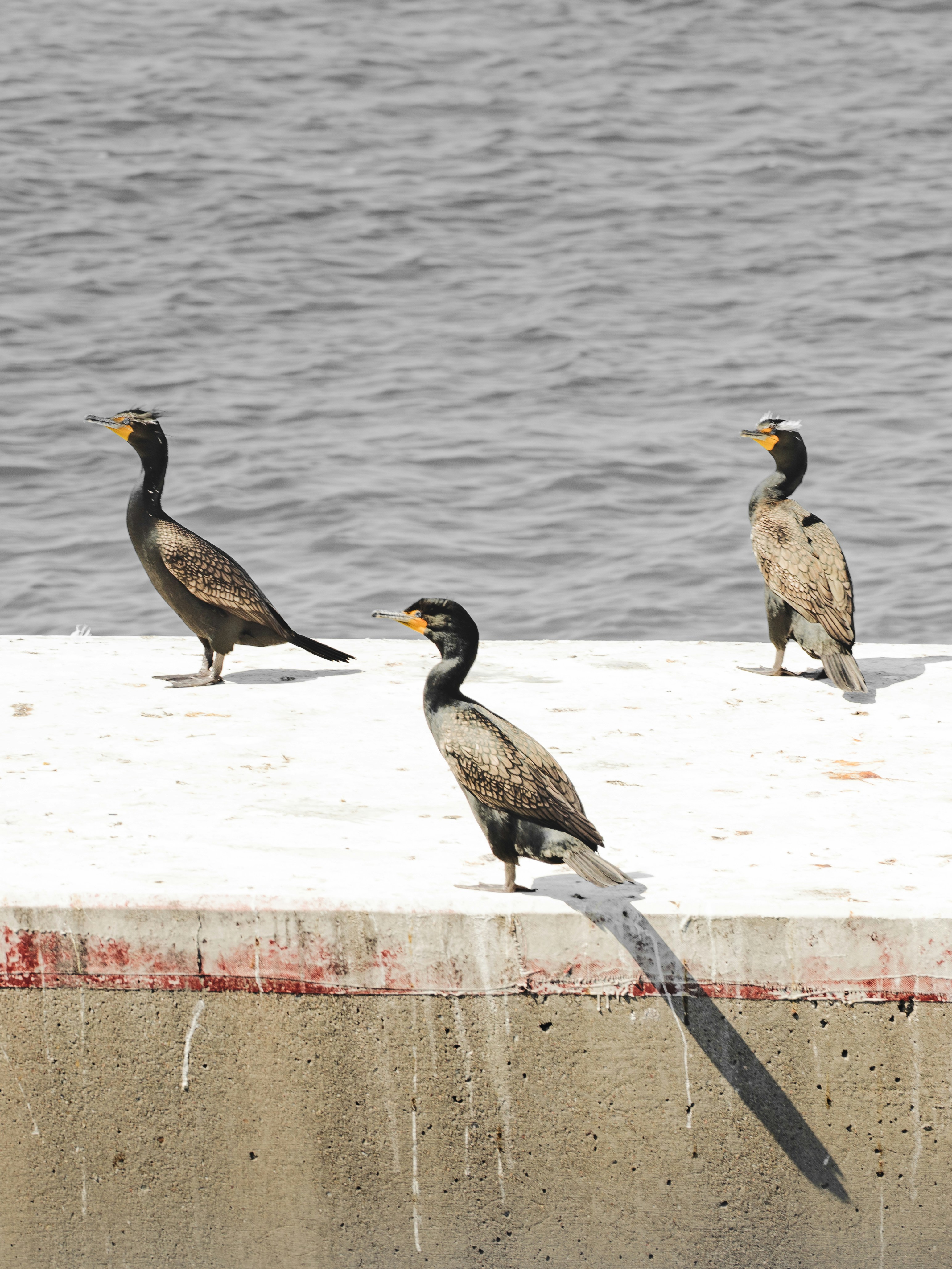 Three Shoreline Cormorants Striking Amid Grey Seascape