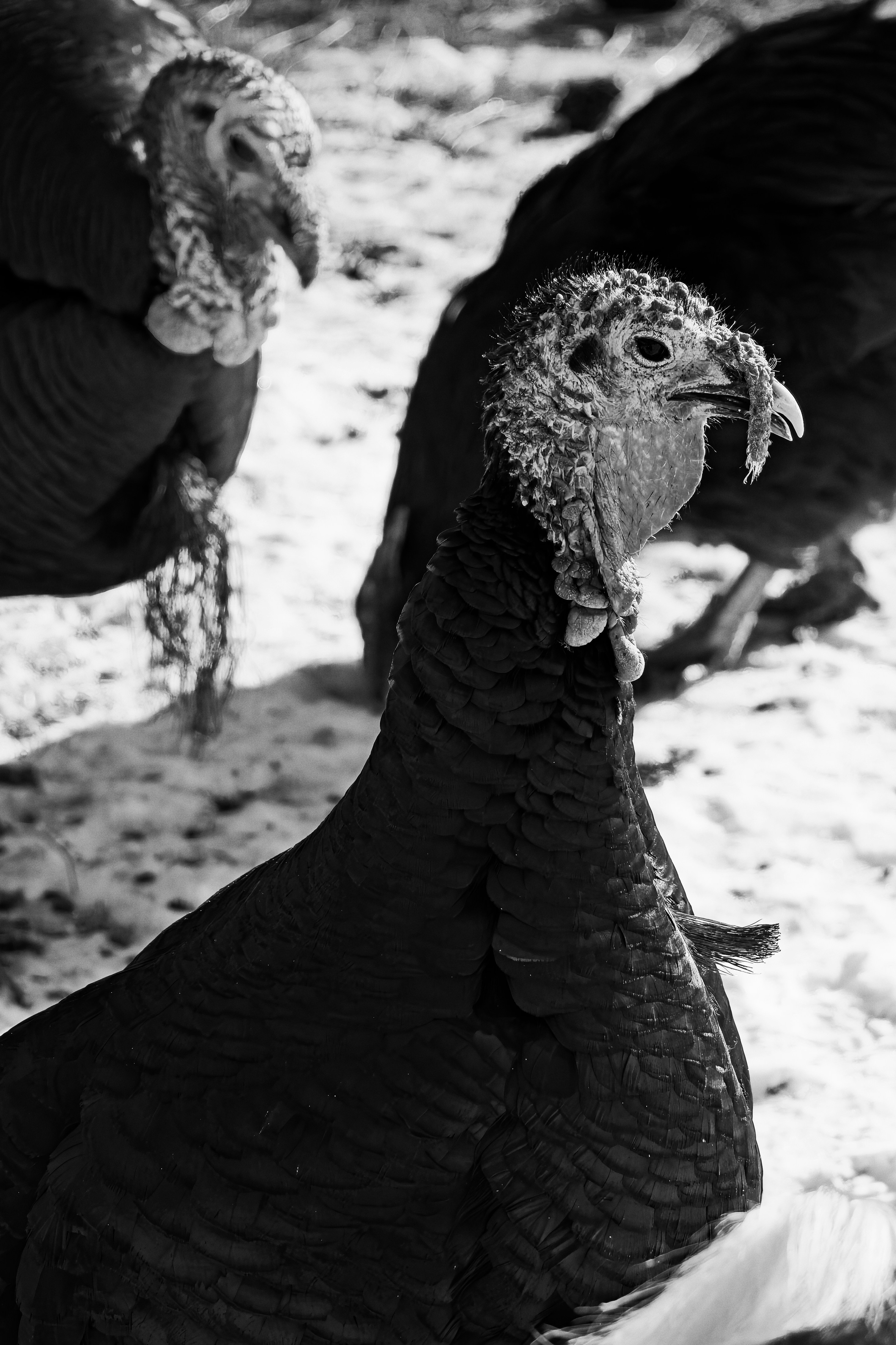 Two Turkeys in Focus: A Close-Up of a Strutting Gobbler