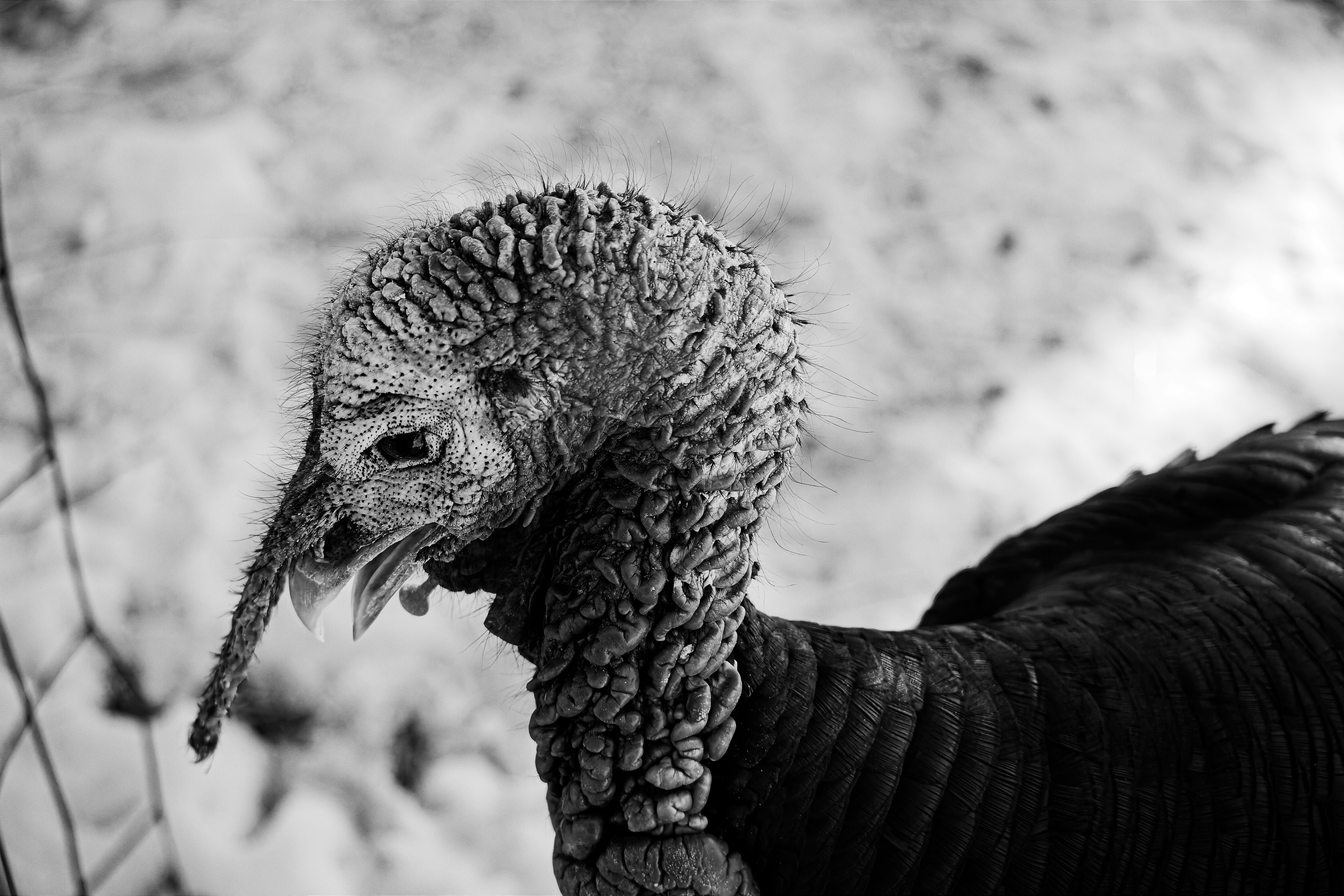 Feathered Ledger: A Close Portrait of a Turkey Vulture in Monochrome