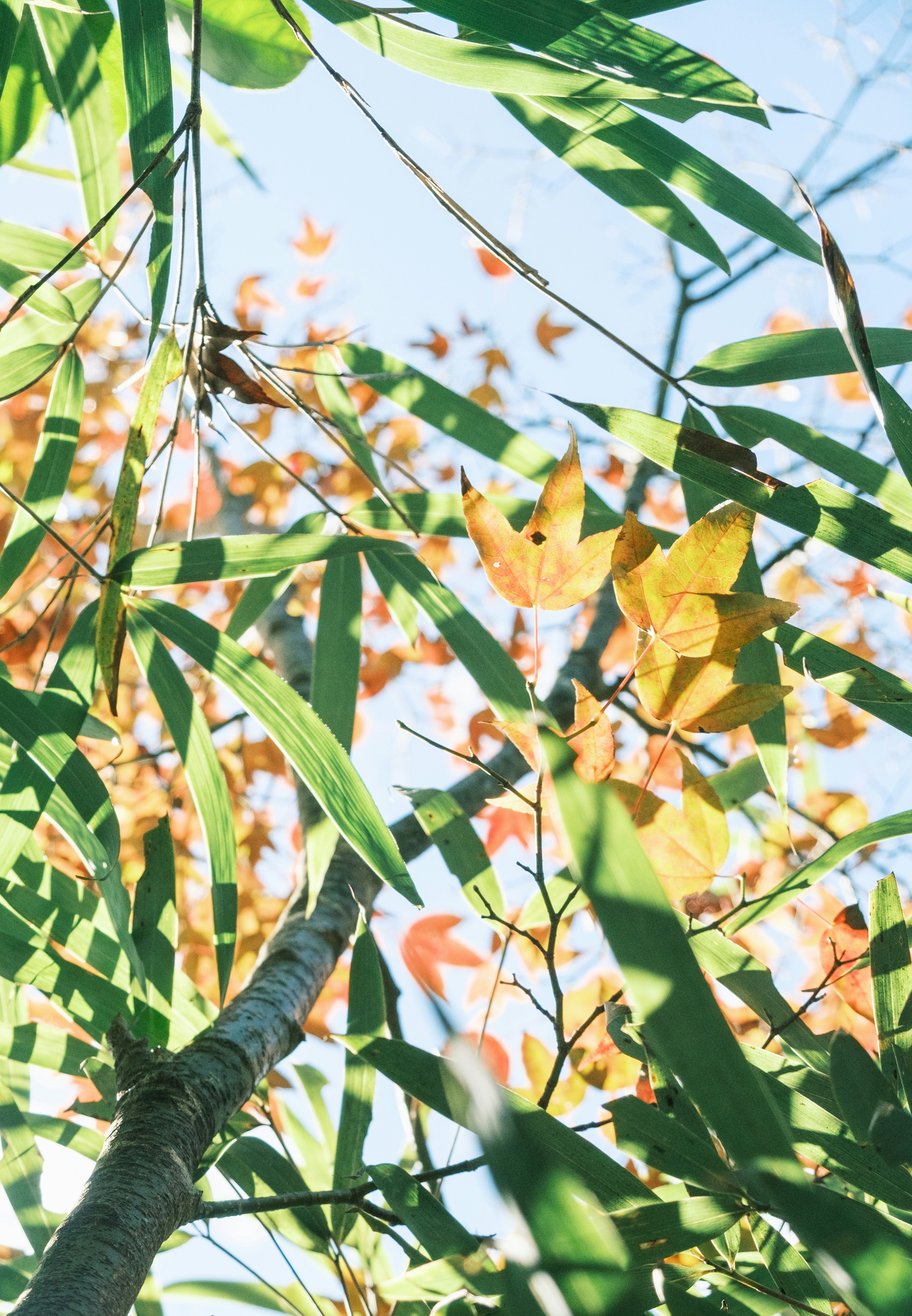 Sunlit Canopy: A Dance of Green and Autumn Hues