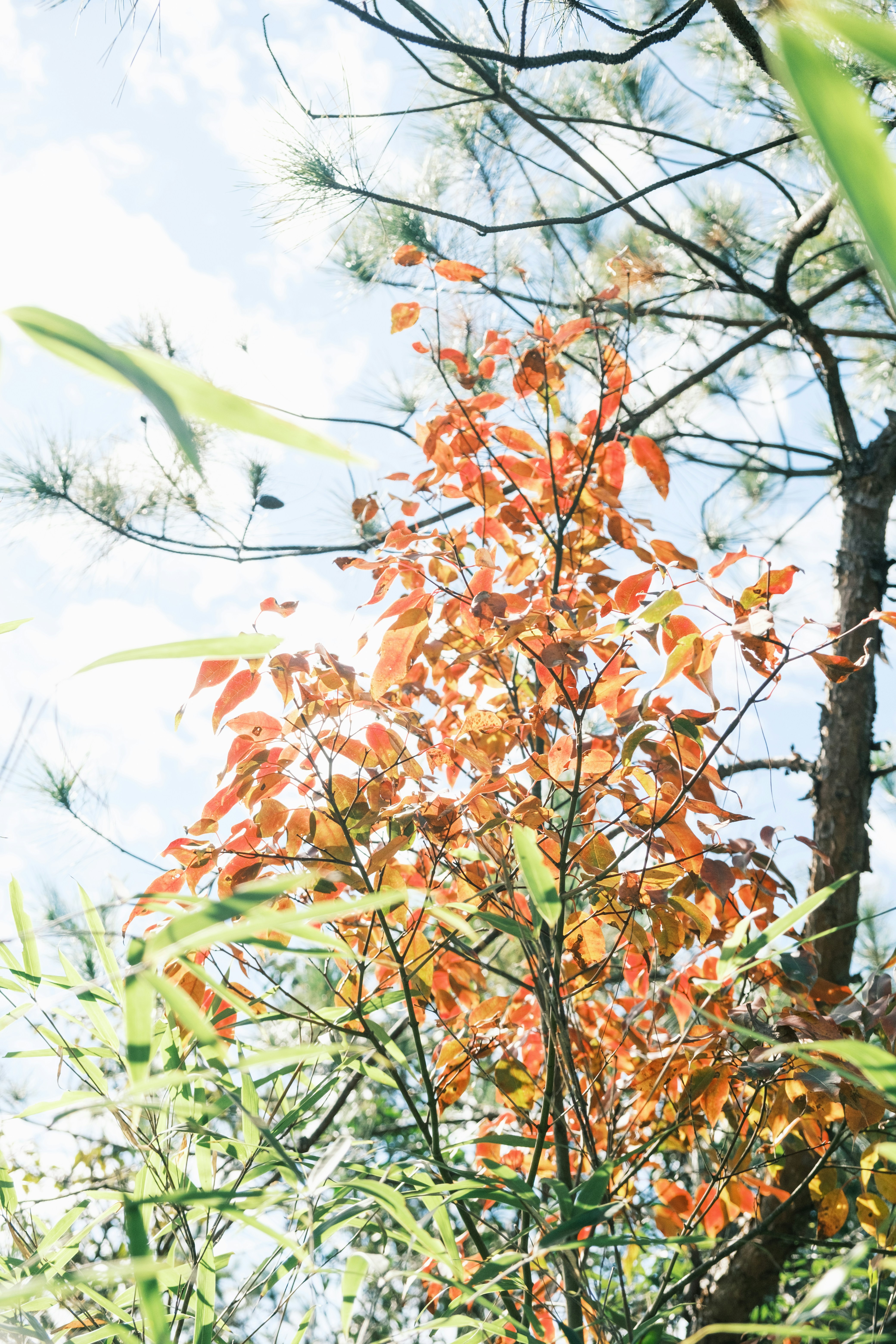 Autumnal blaze among slender branches against a bright sky