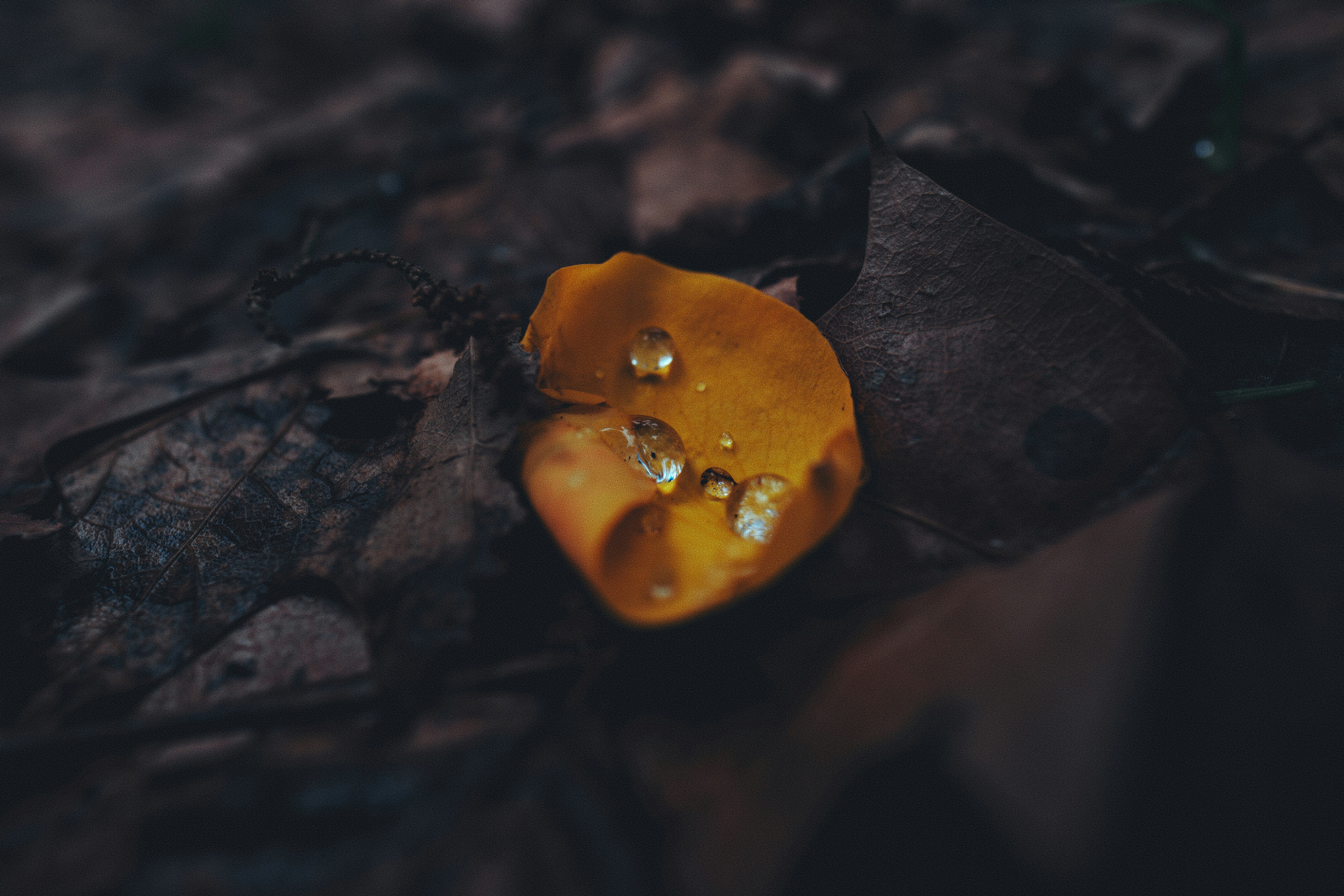 Golden Petal Amid Silent Autumn Shadows