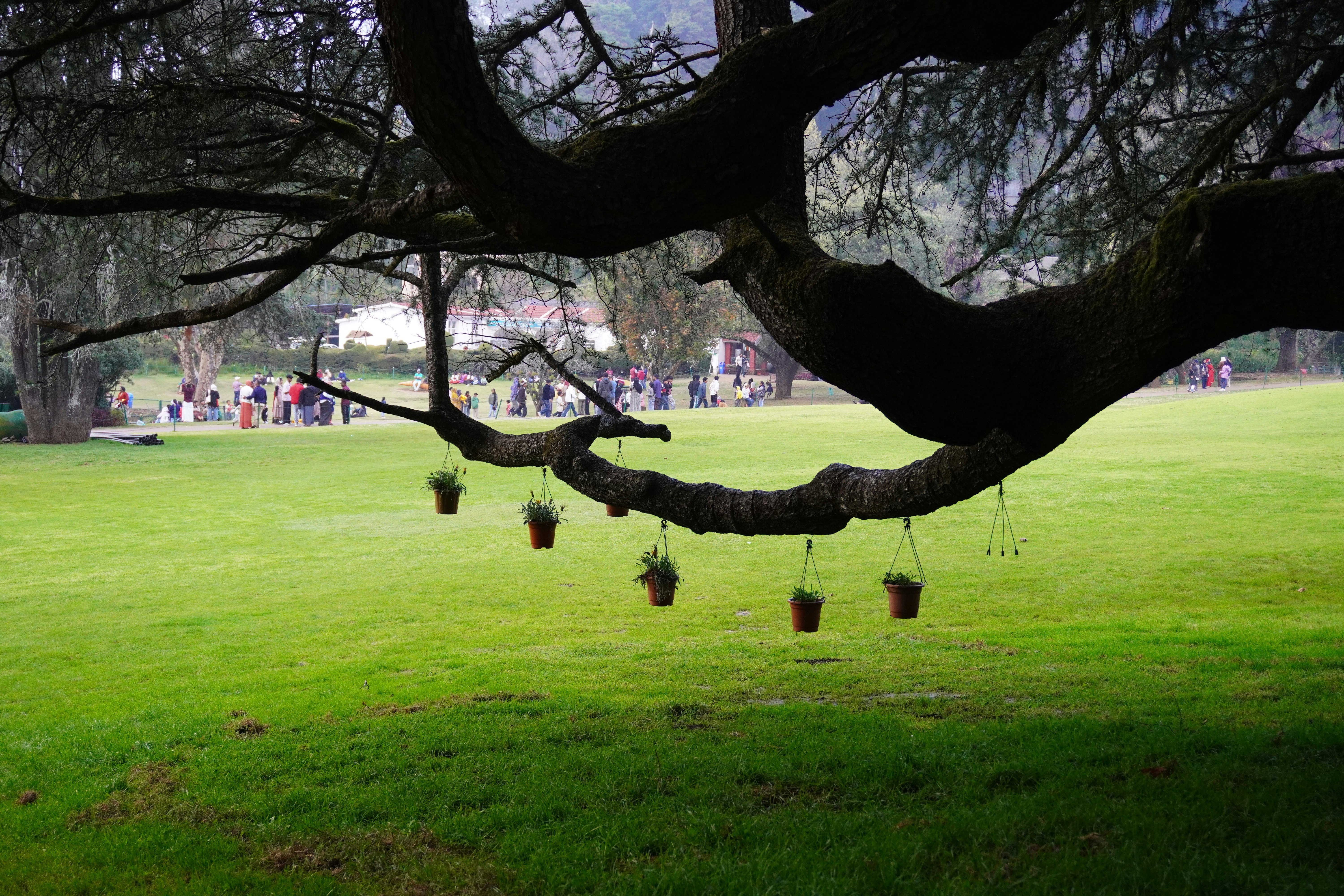 Hanging garden: potted greens dangling from a wise branch