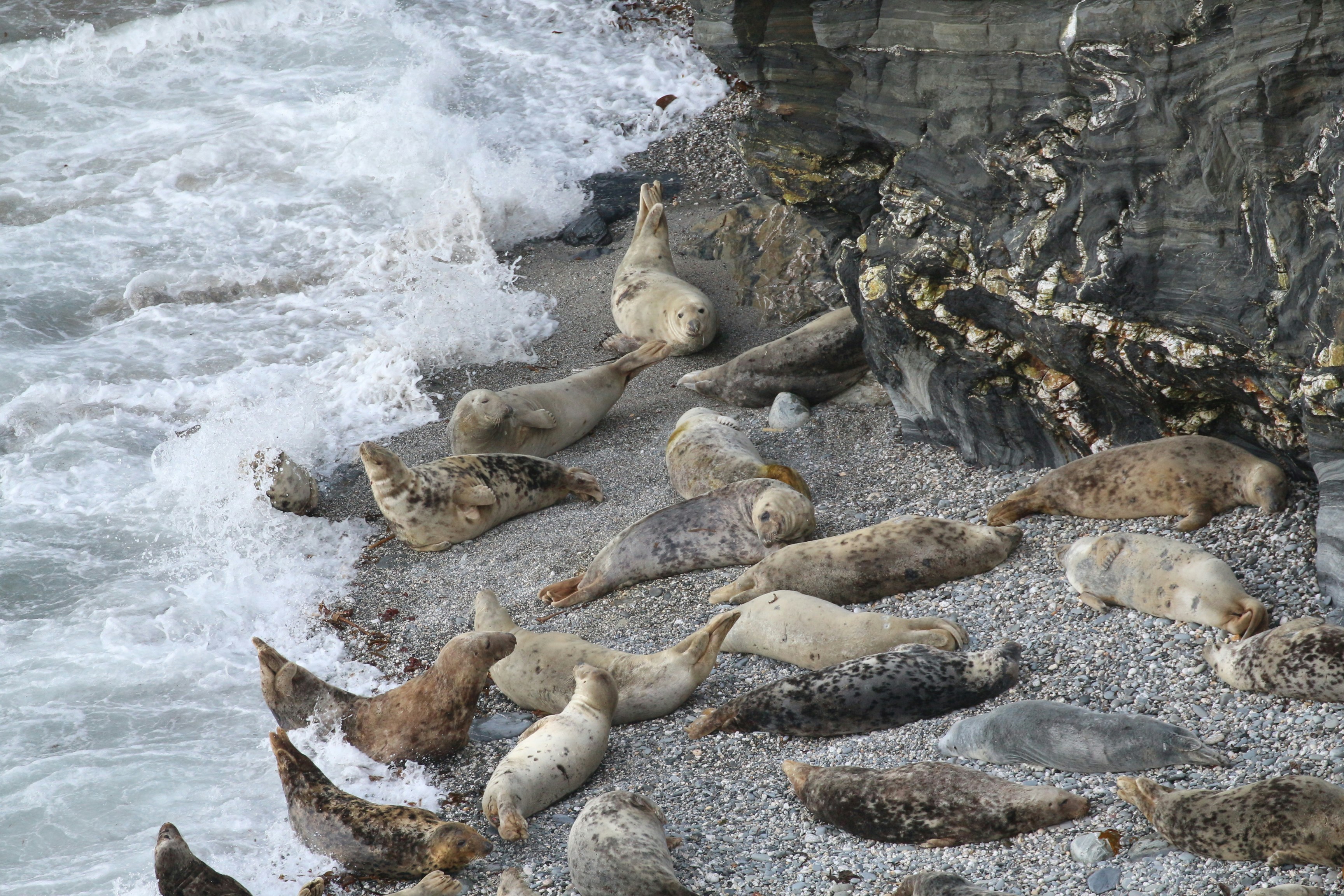 Seals Rest on Pebbled Shoreline Beneath Weathered Cliffs
