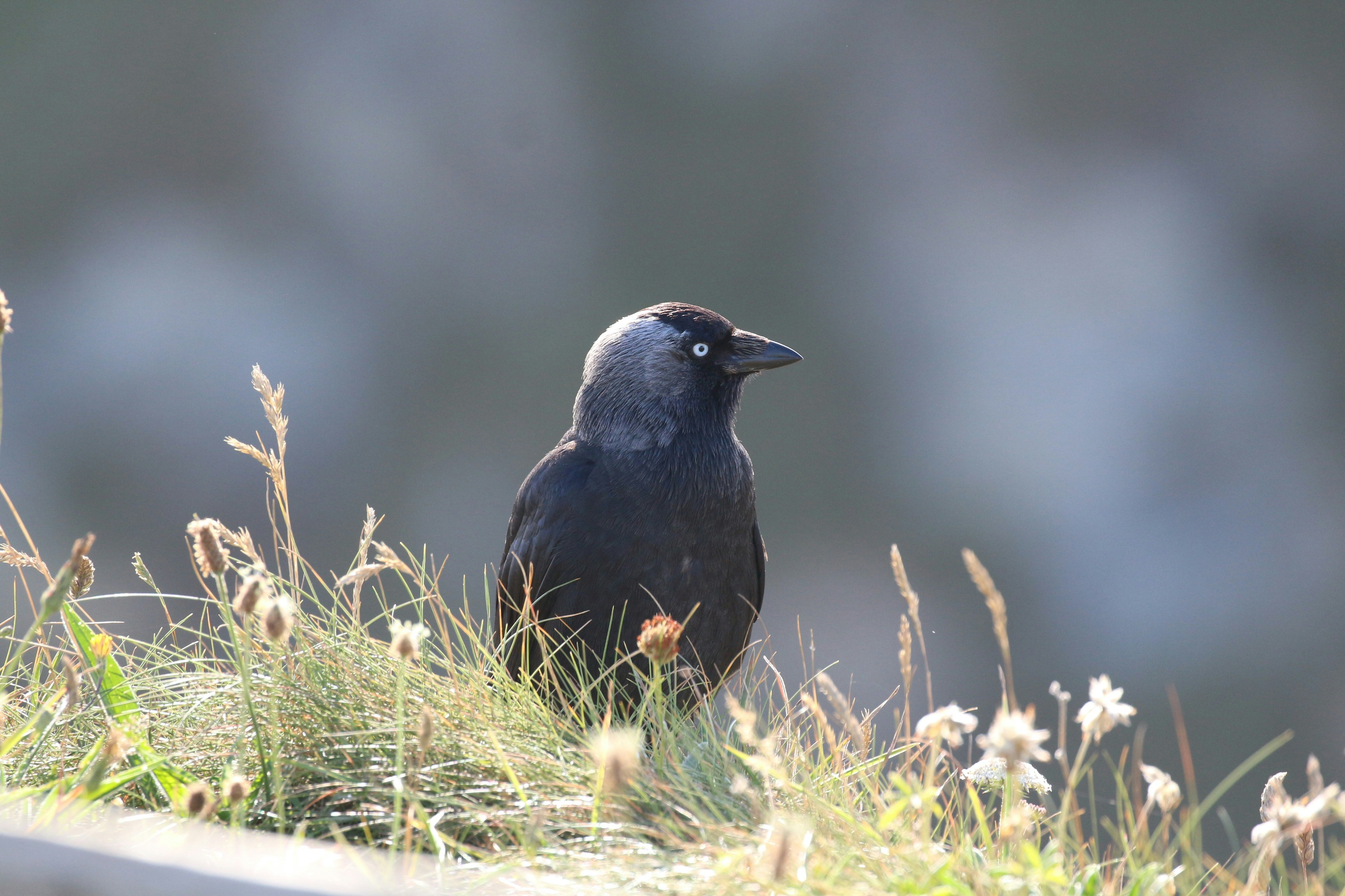 Coastal Crow Stands Guard Among Fringed Grasses