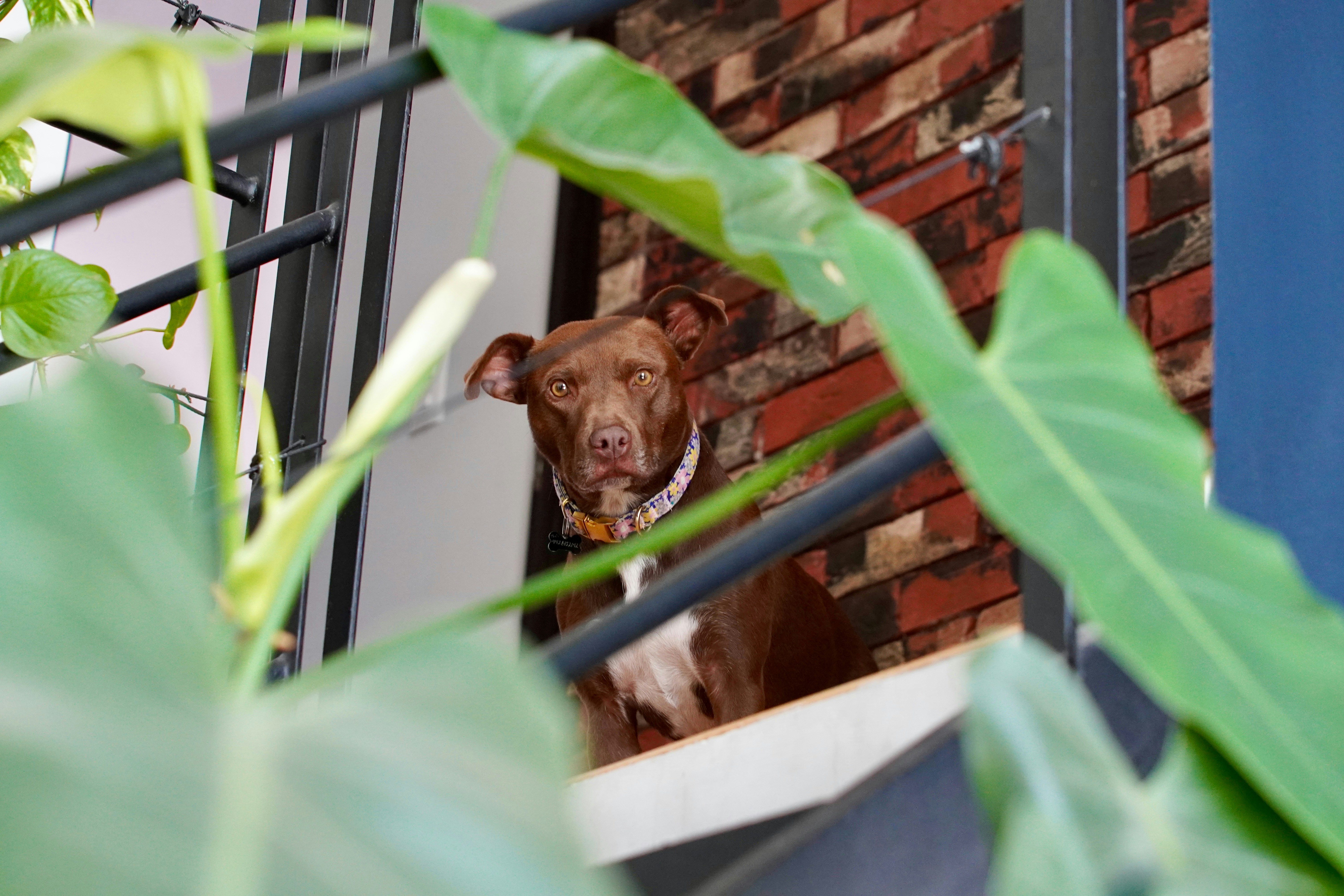 Brown dog peering from a brick facade framed by tropical leaves