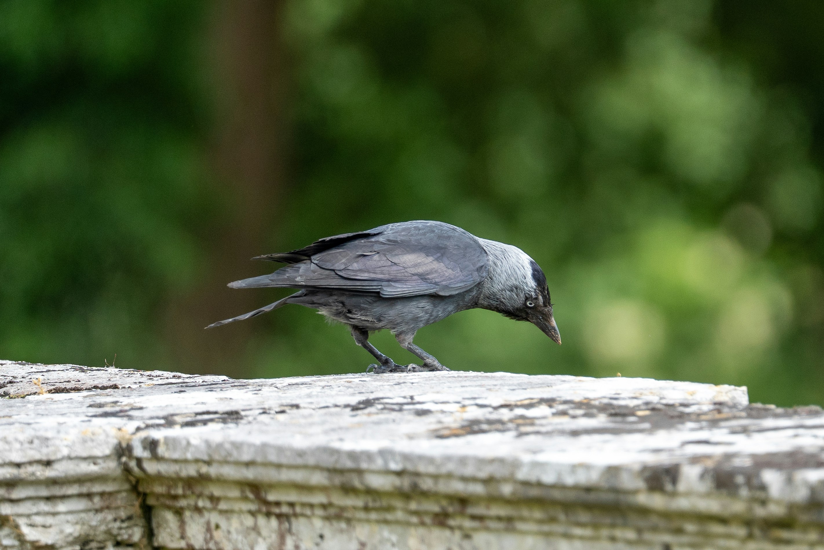 Crow on weathered wood: a focused glance at a solitary observer