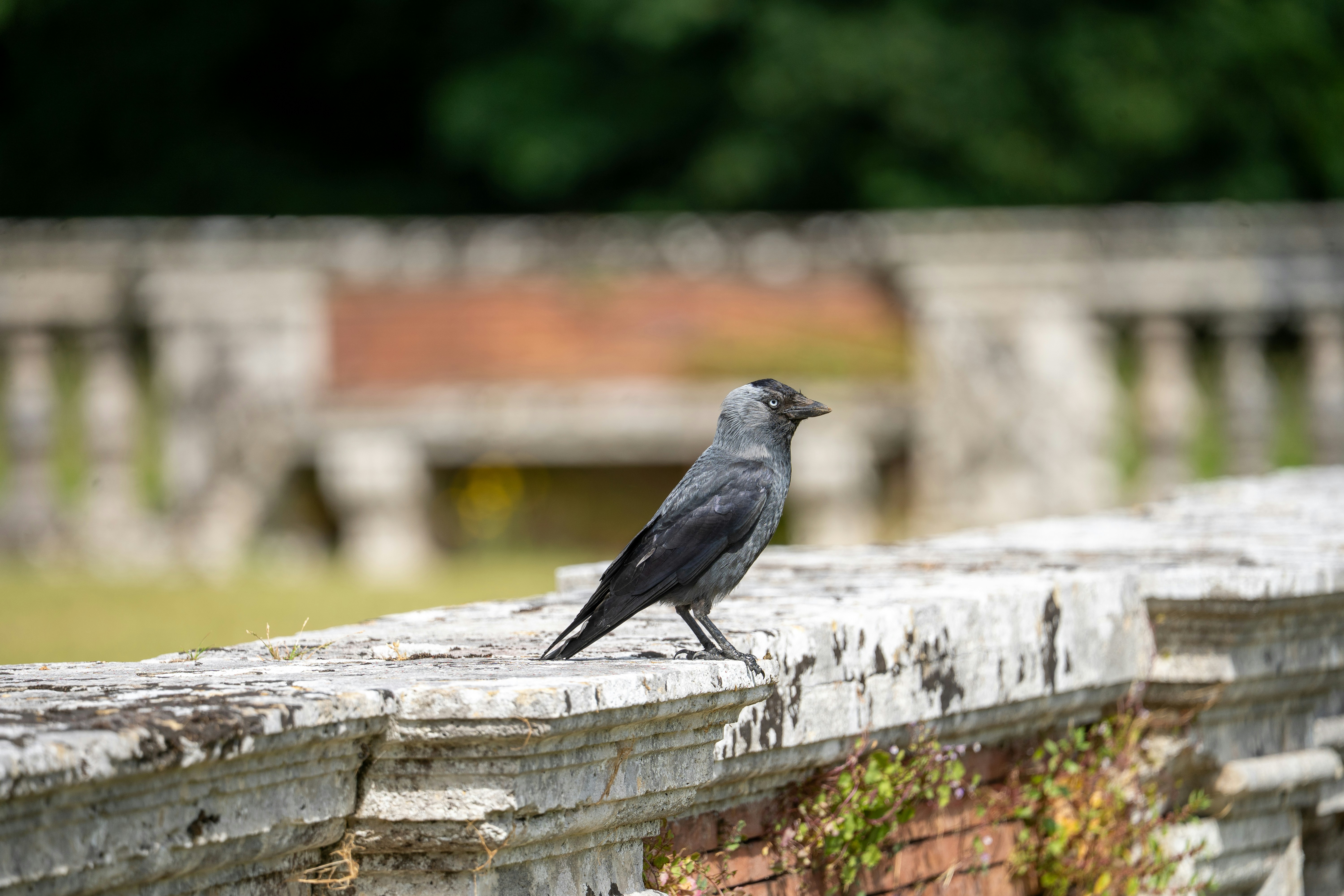 A lone crow surveys weathered stone among a sunlit ruin
