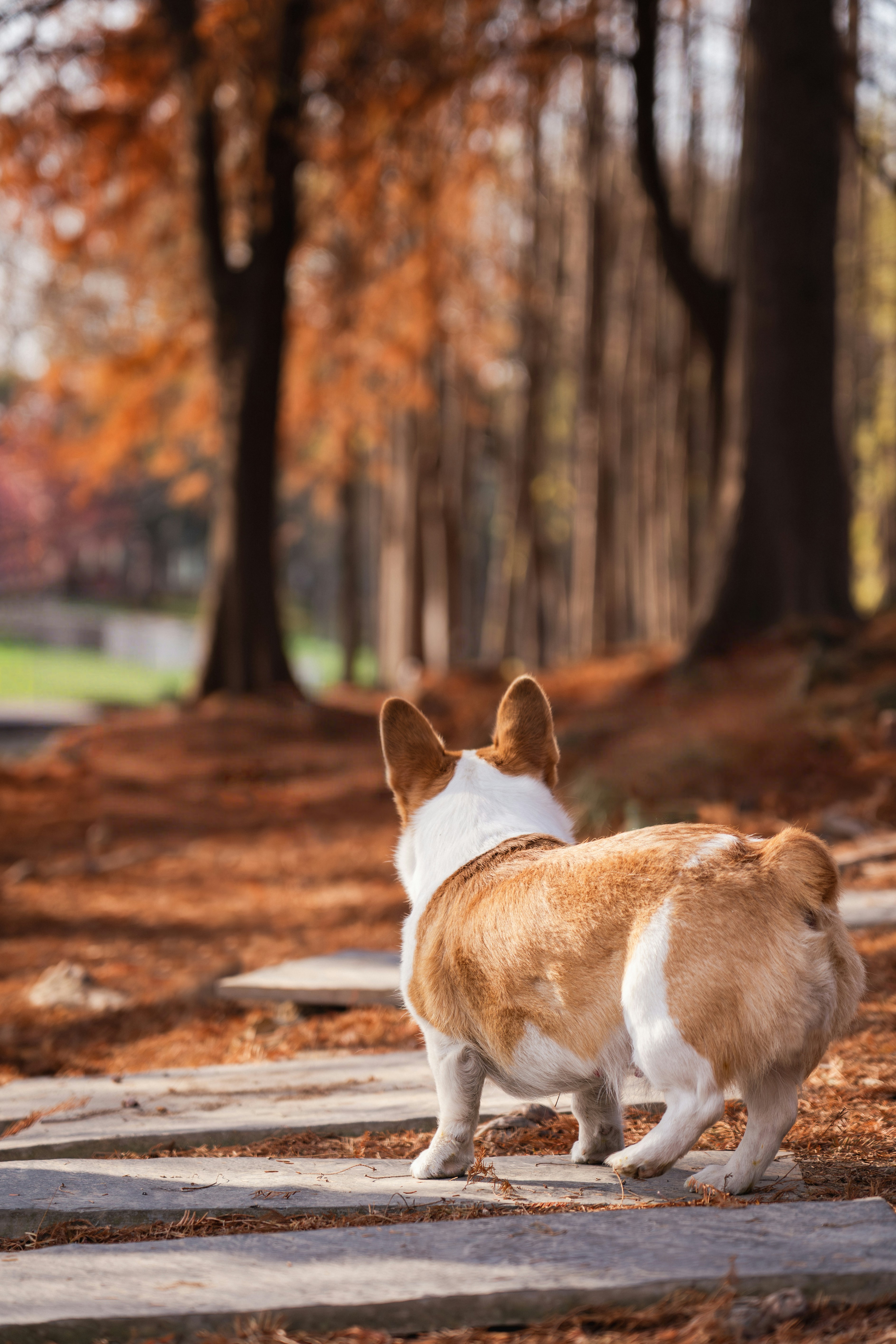 Autumn Path: A Corgi at the Edge of the Colored Corridor