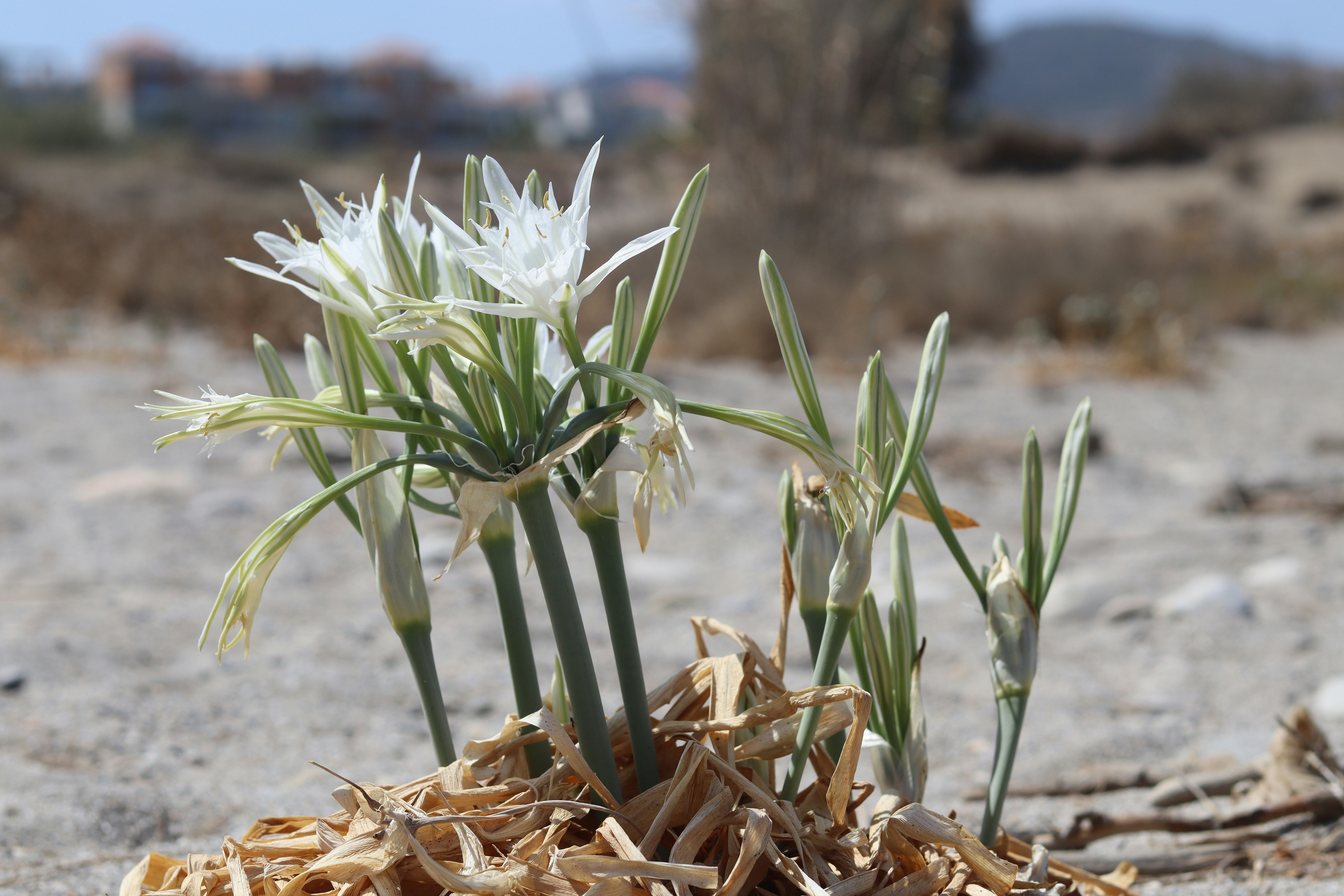 Desert Bloom: White Starflowers Pushing Through Bare Ground