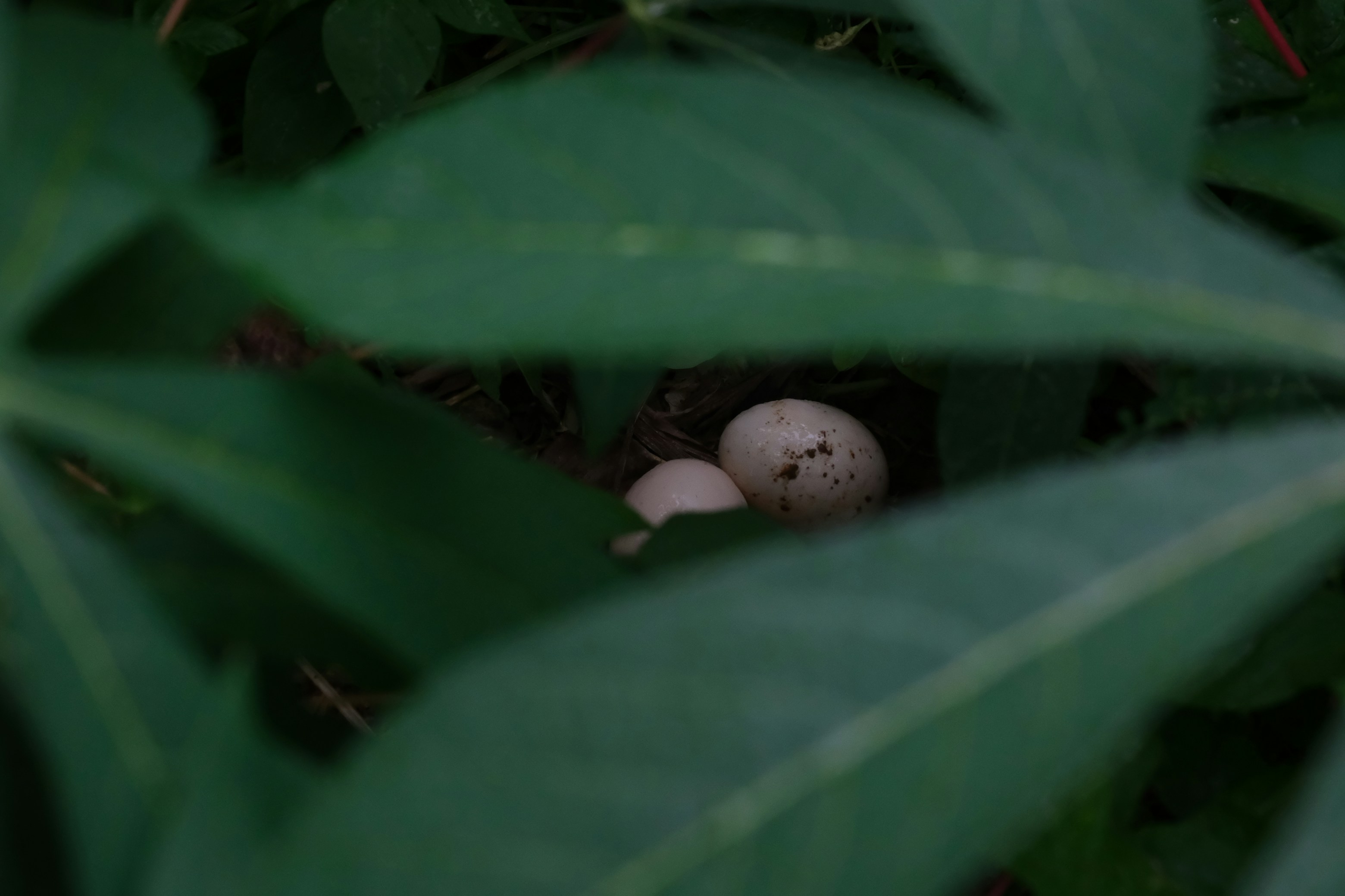 Hidden Clay-Neck Nest: A Cluster of Eggs Quietly Nestled Amid Dense Foliage