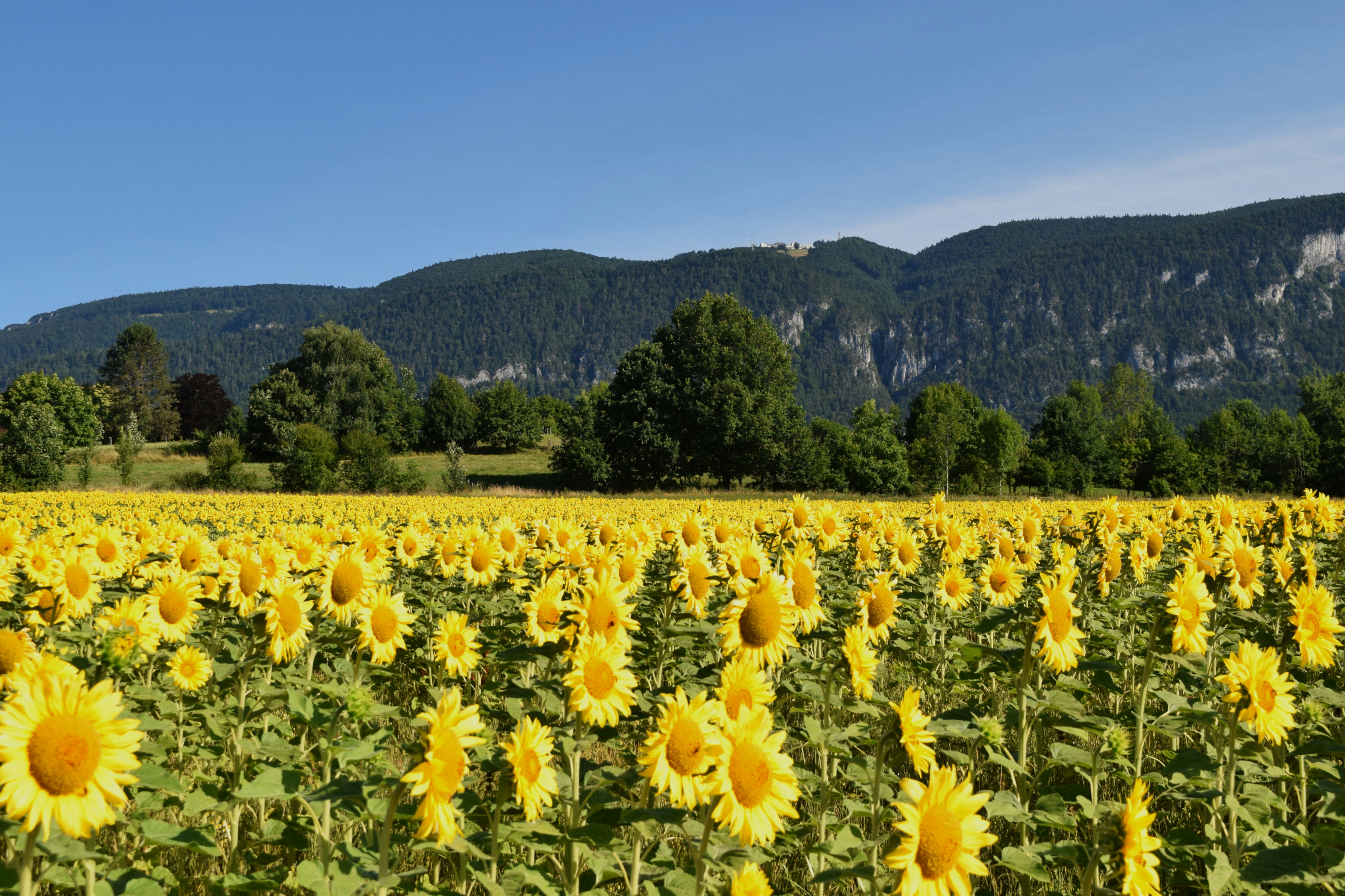 Sunlit Sea of Yellow: A Field of Sunflowers against Rolling Hills