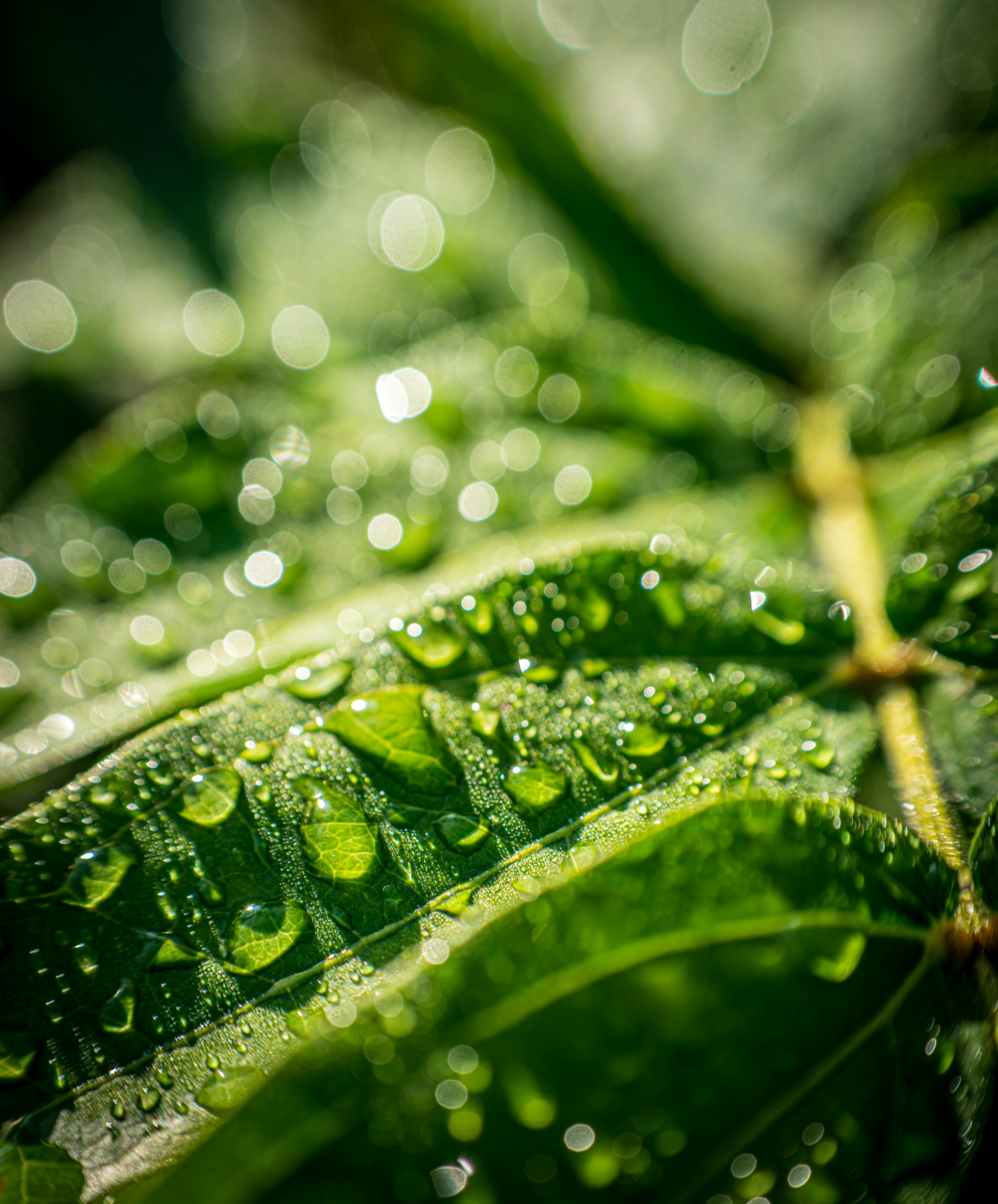 Dew on a Leaf: Jewels of Morning Light