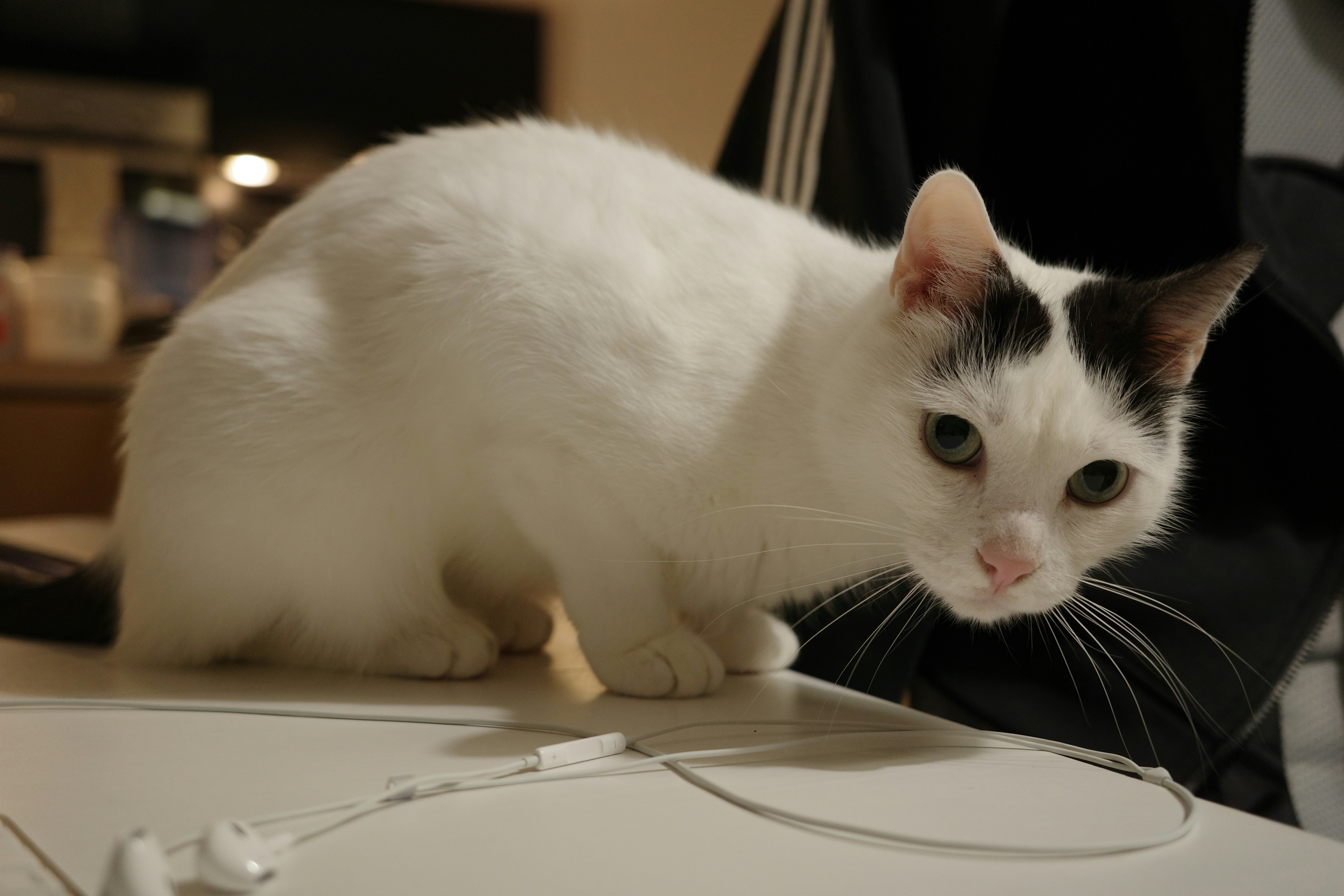 Curious White Cat on a Quiet Desk
