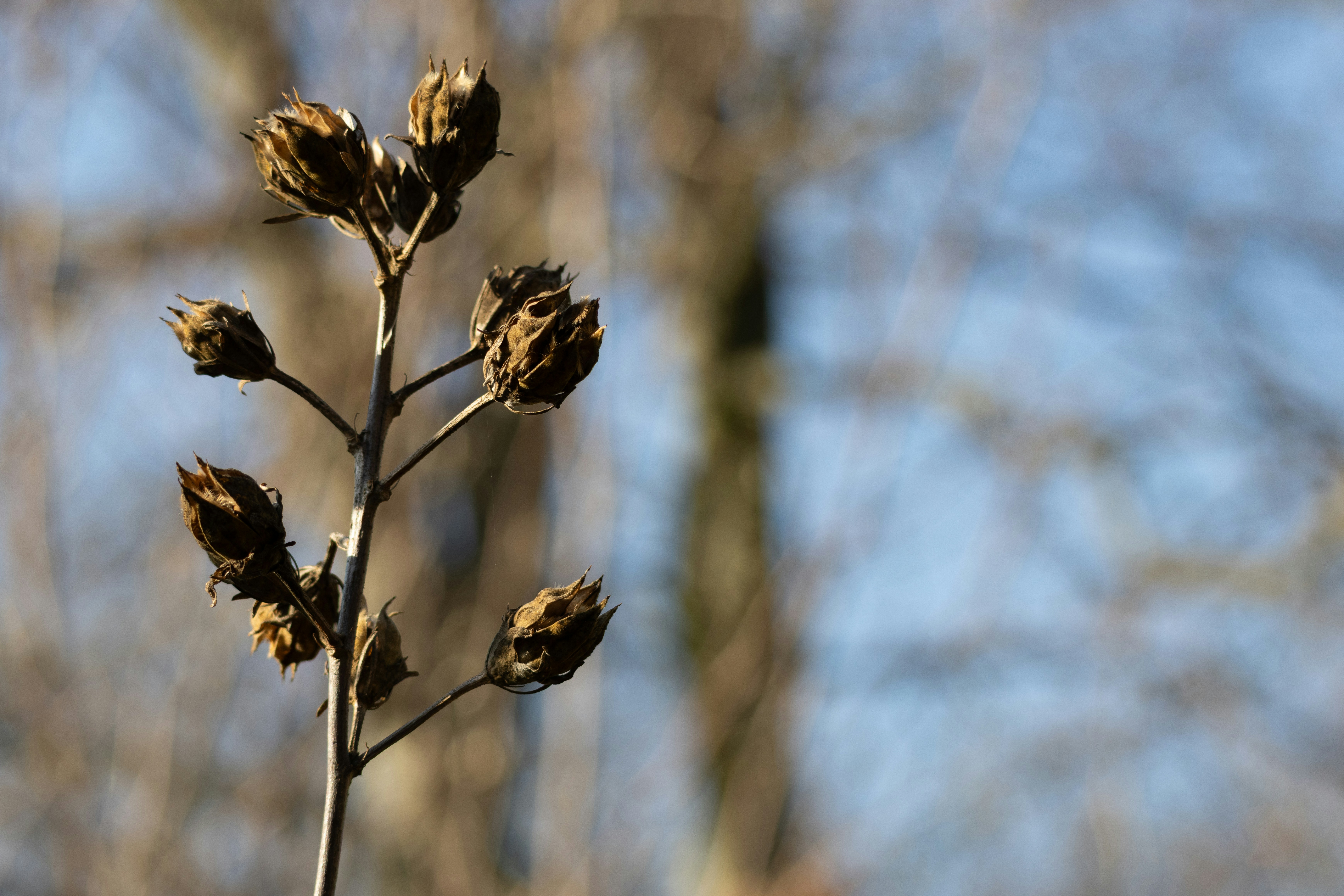 Withered Seed Pods Against a Blurred Winter Forest