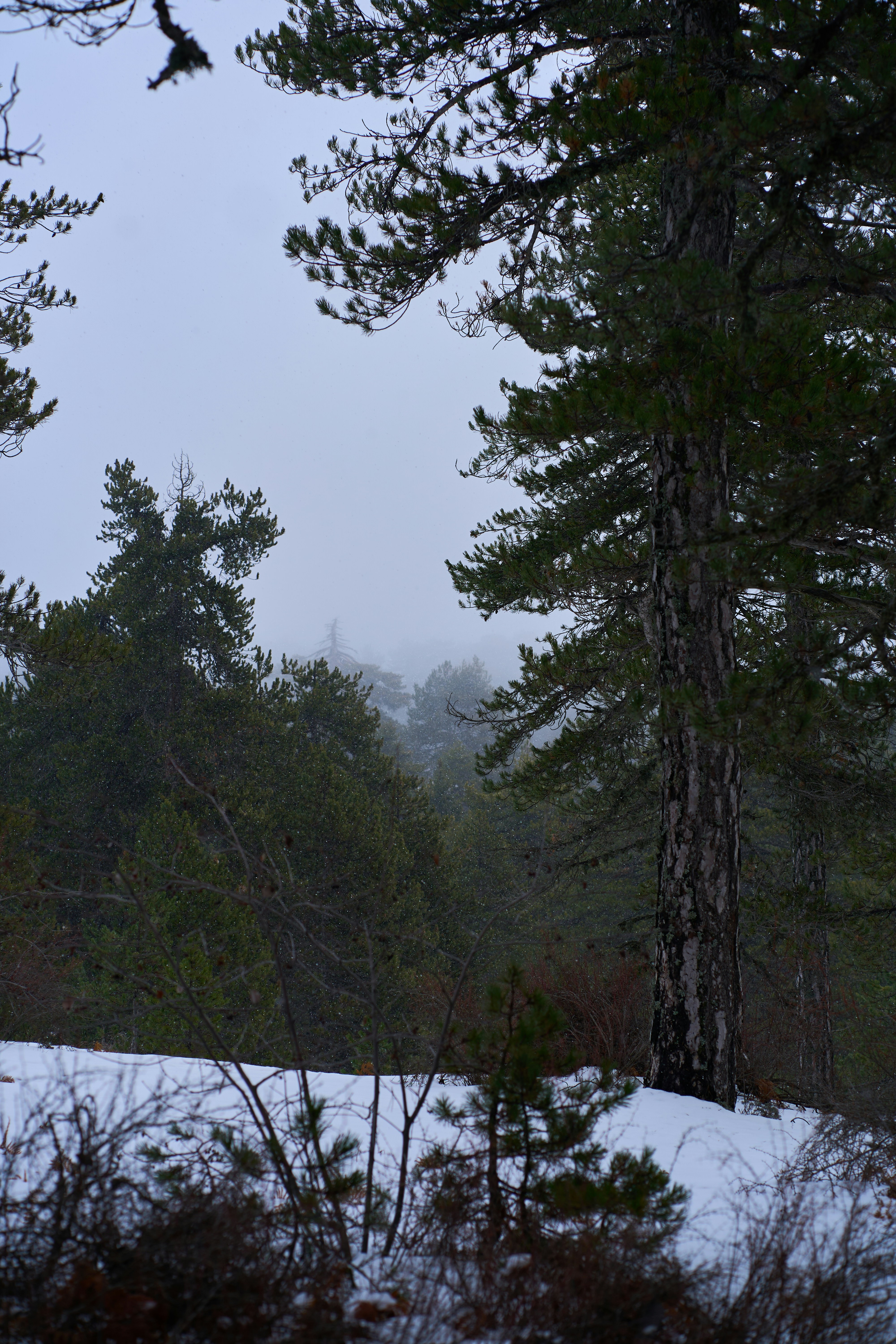 Mist among Pines: A Quiet Winter Vista