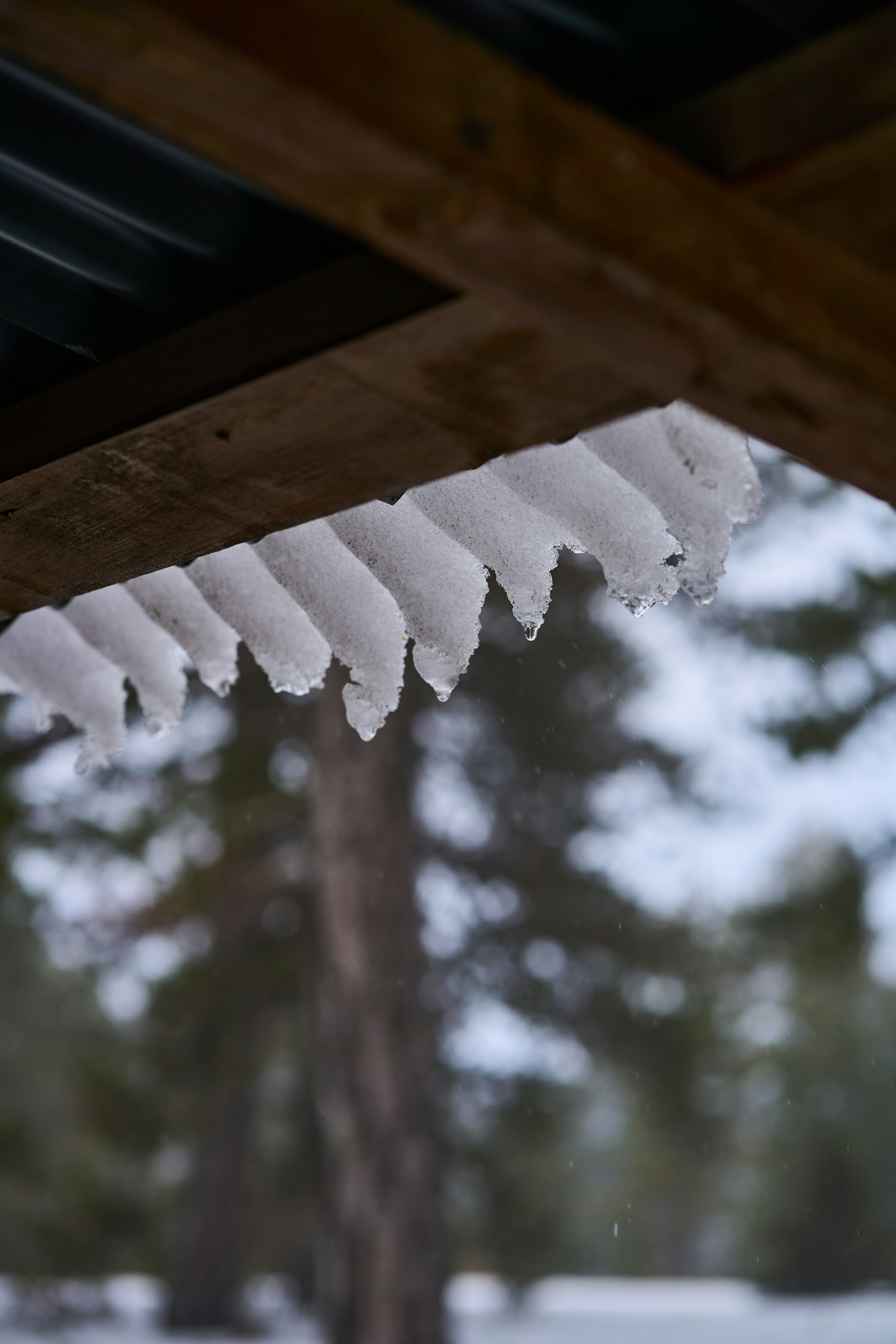 Icicle Teeth Under a Snowy Overhang