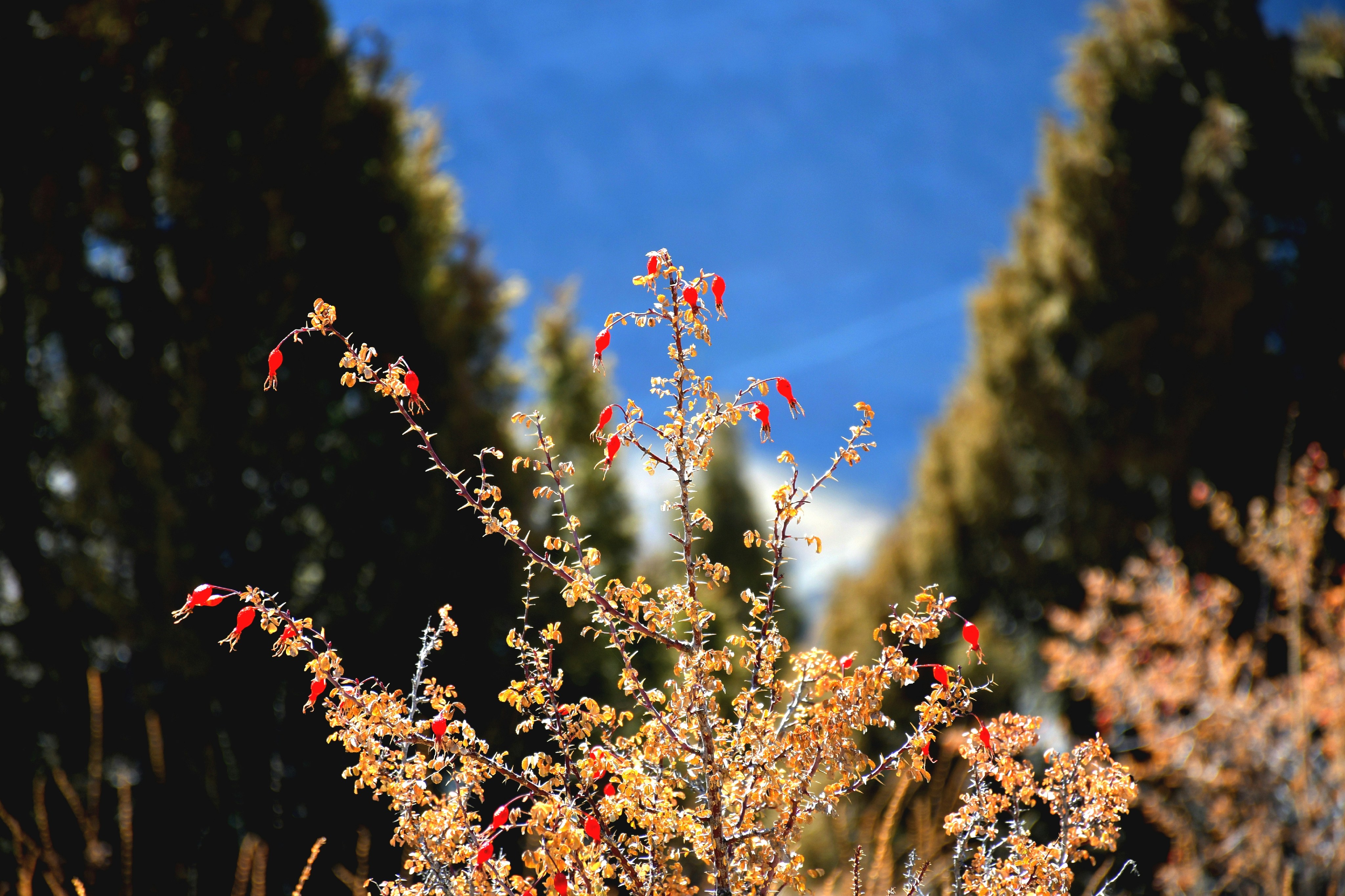 Golden-tinged wildflowers reach toward a cobalt sky