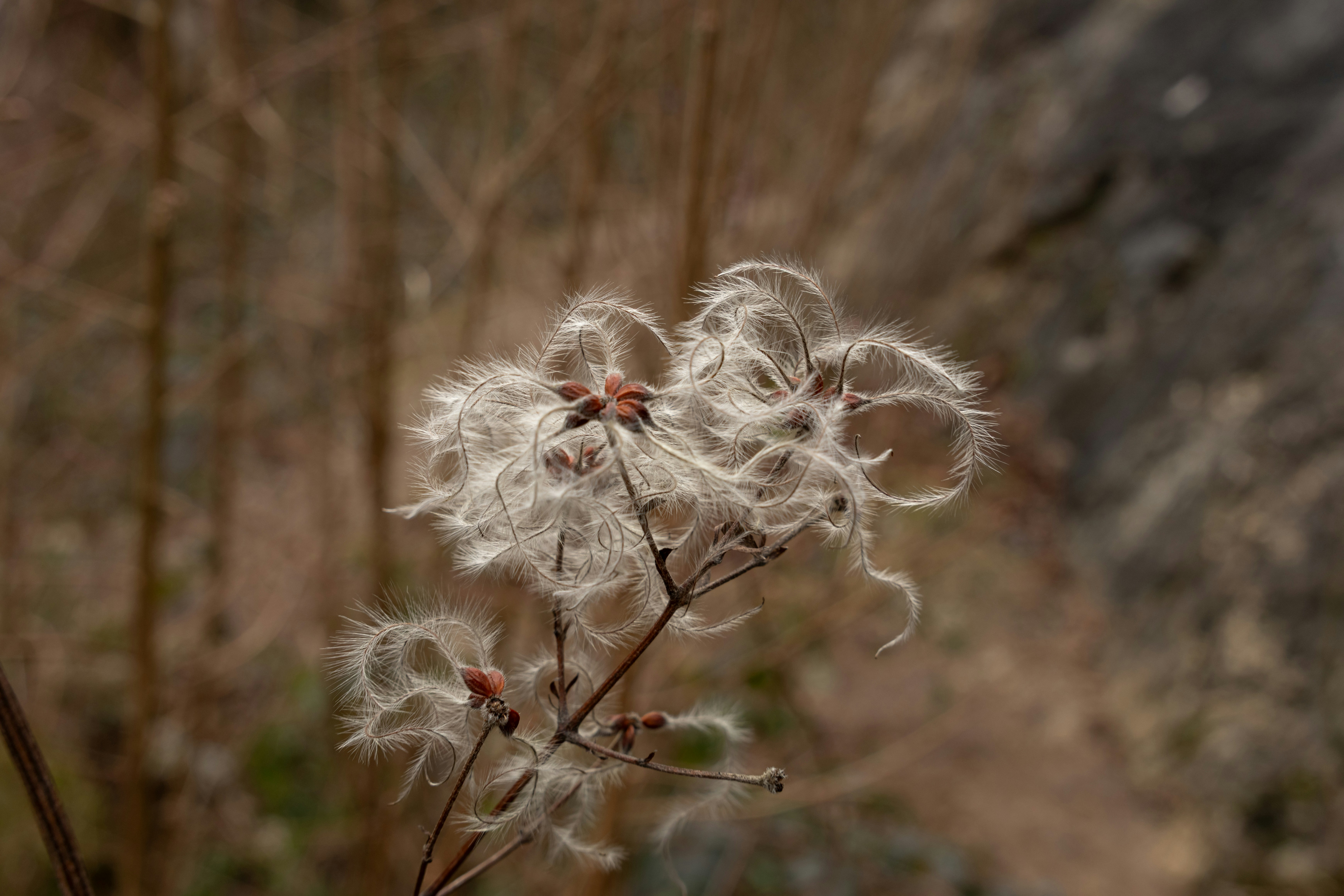 Whispering Seeds: Dandelion Stillness in Autumn Light