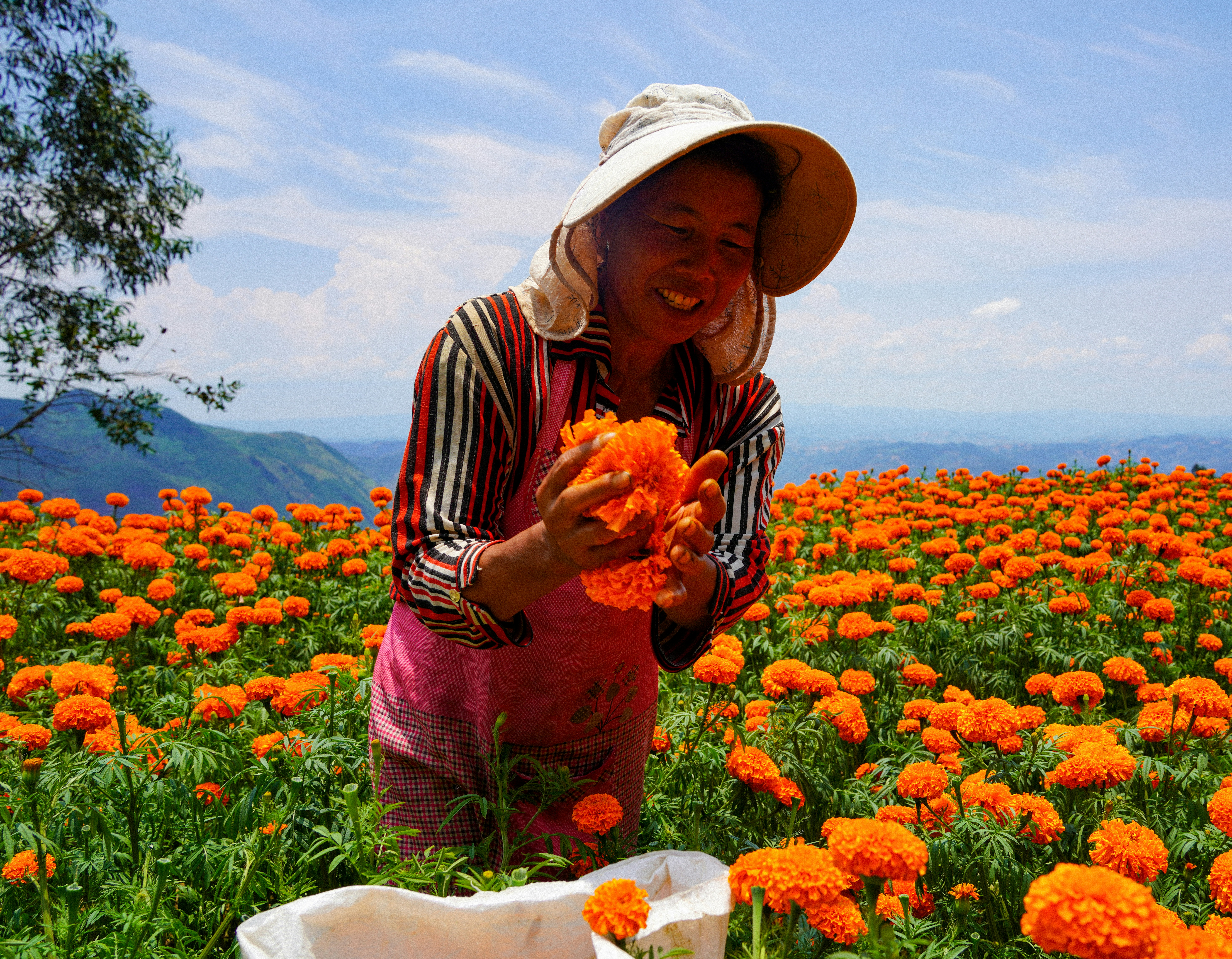 Harvest of Orange: A Field of Blooming Marigolds and a Grinning Gardener