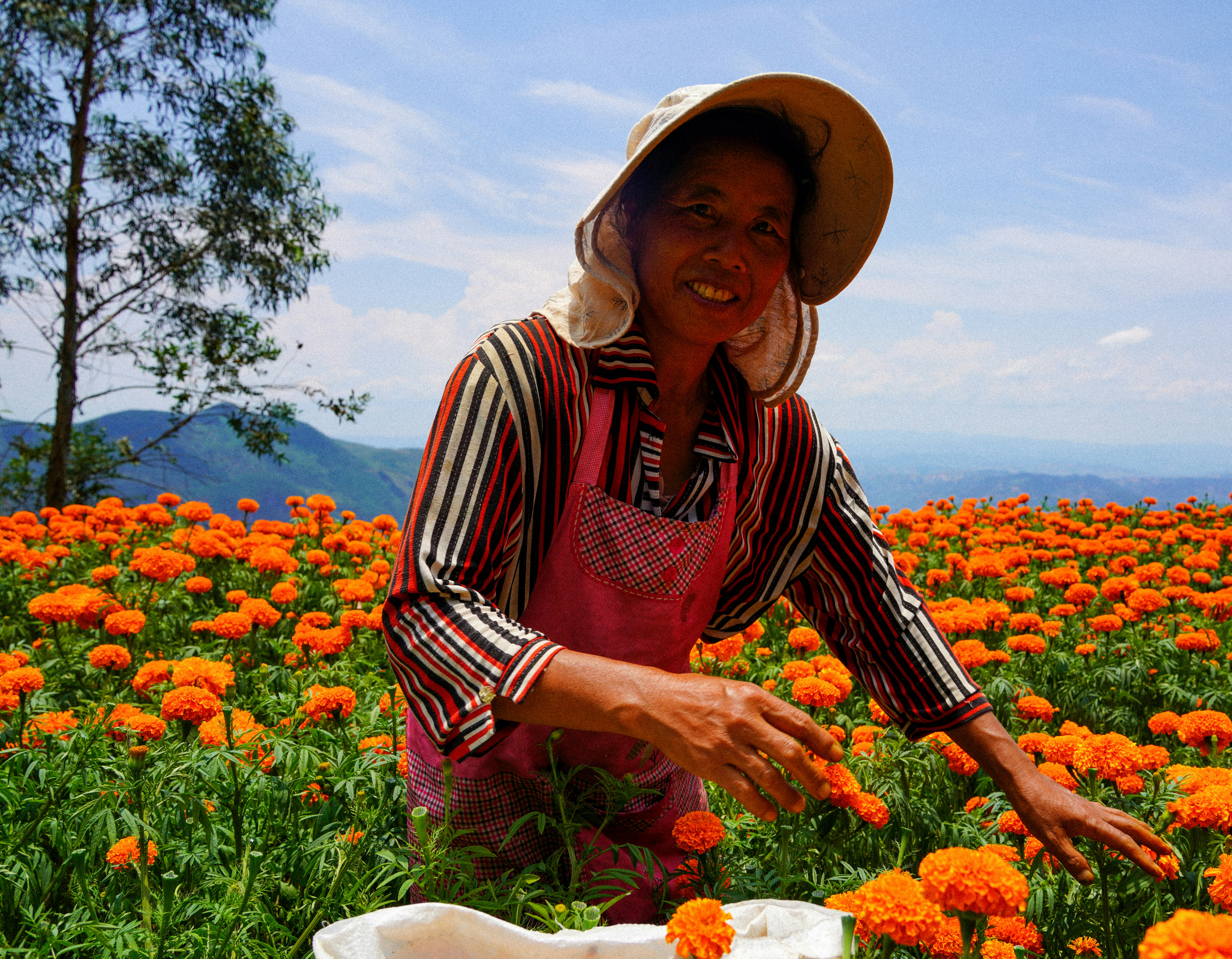 Sunlit Marigold Market: A Gardener's Smile Among Orange Blooms