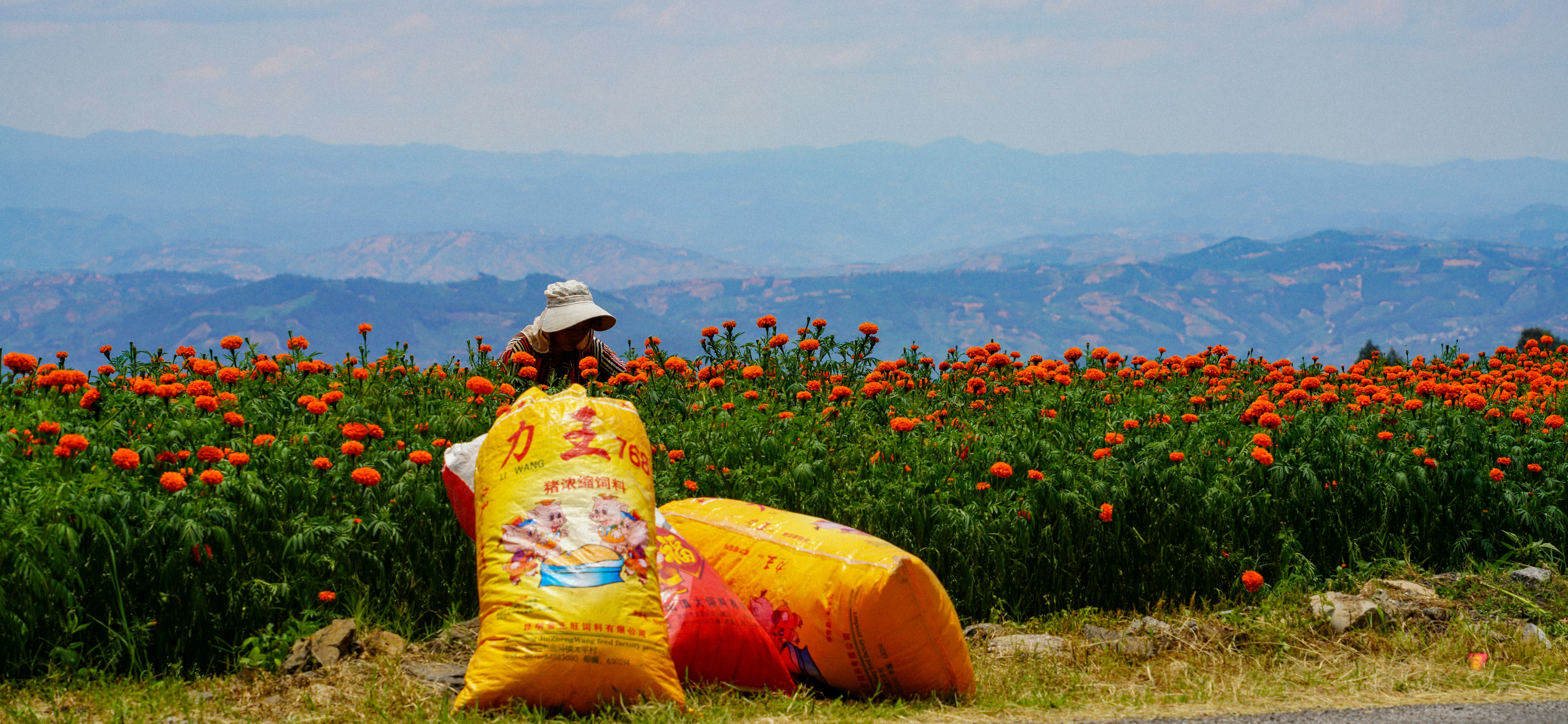 Fields of Color: Migrant Worker at the Floral Ridge