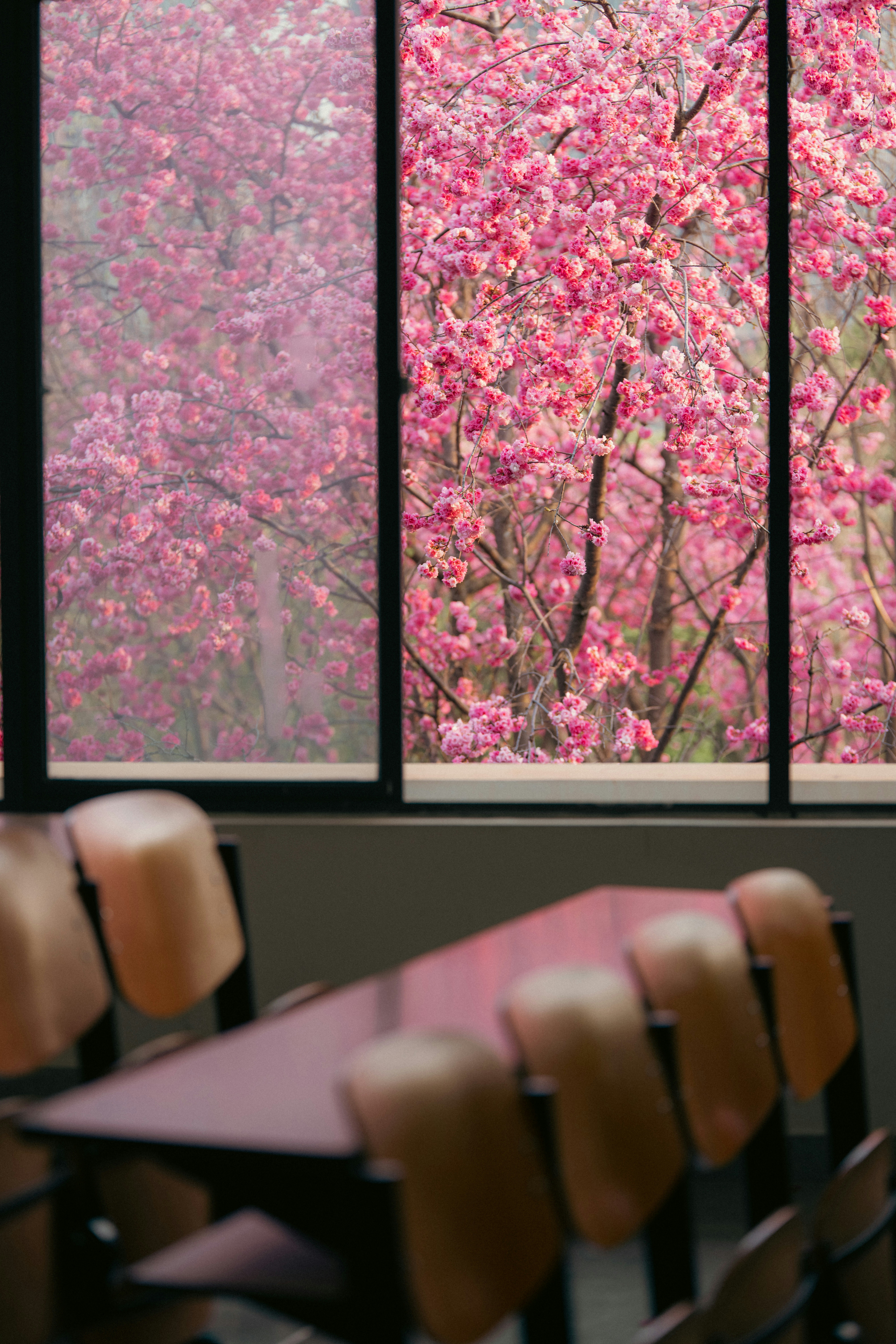 Window View of Blooming Cherry Trees Beyond a Reflective Classroom