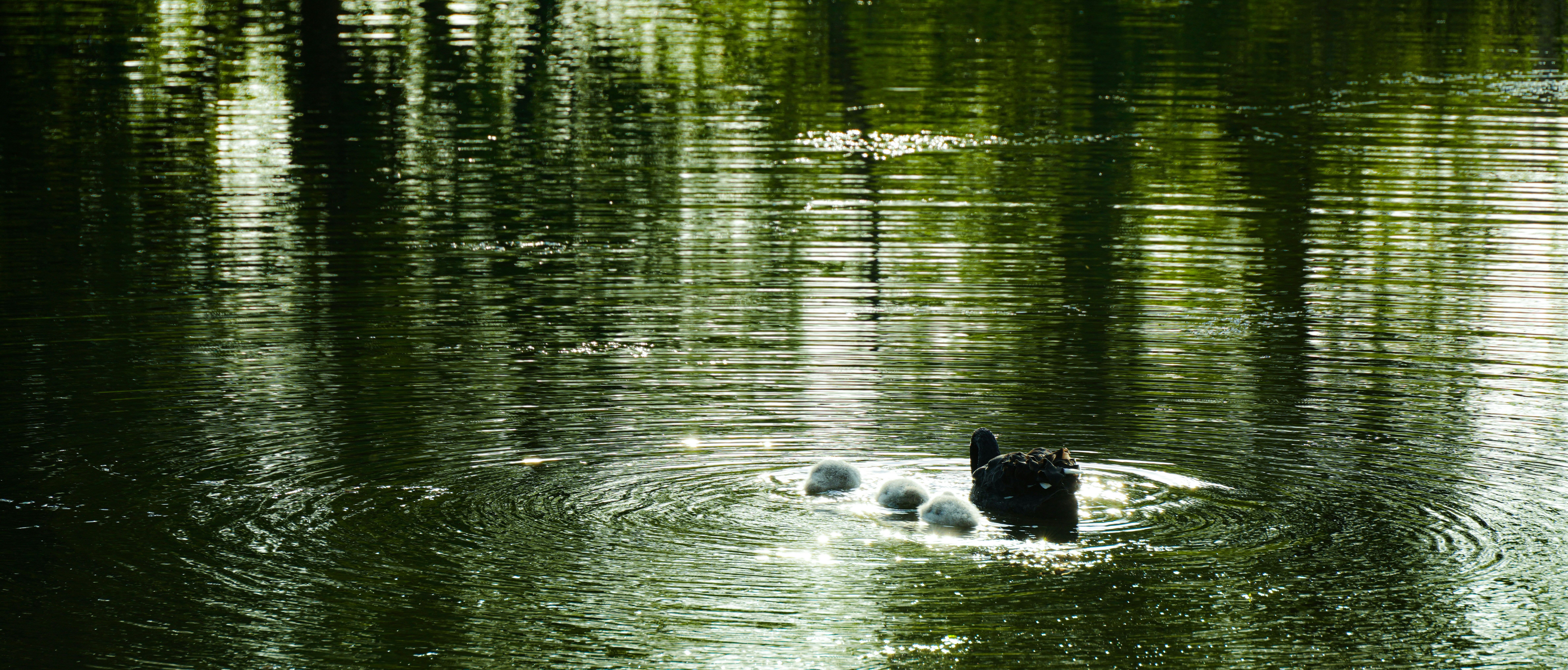 Diving Retriever Silhouette in a Sunlit Pond