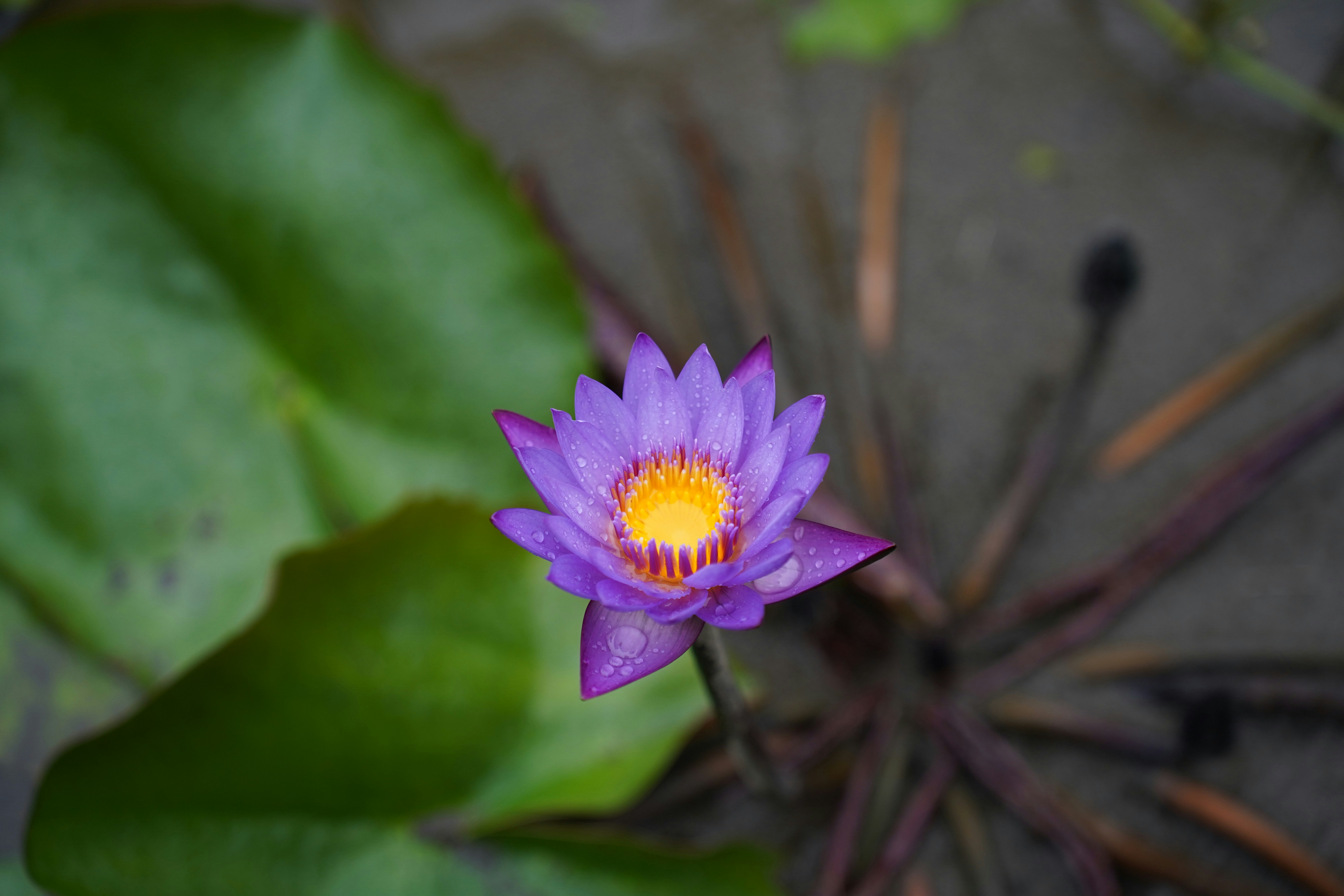 Lilac Bloom: A Fragile Lily Illuminated by Quiet Waters