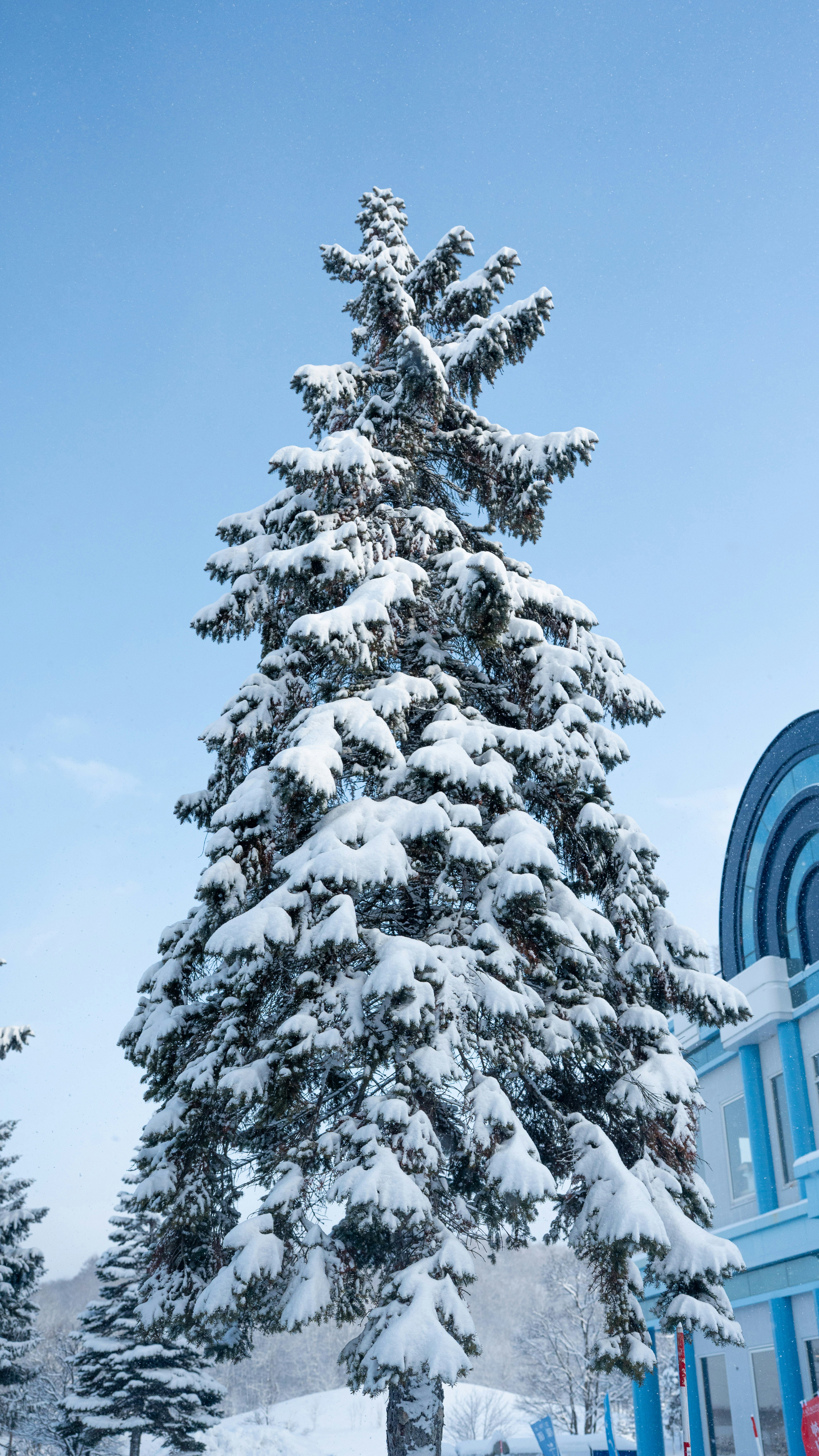 Snow-veiled evergreen bowing toward a bright winter sky beside a blue-arched building