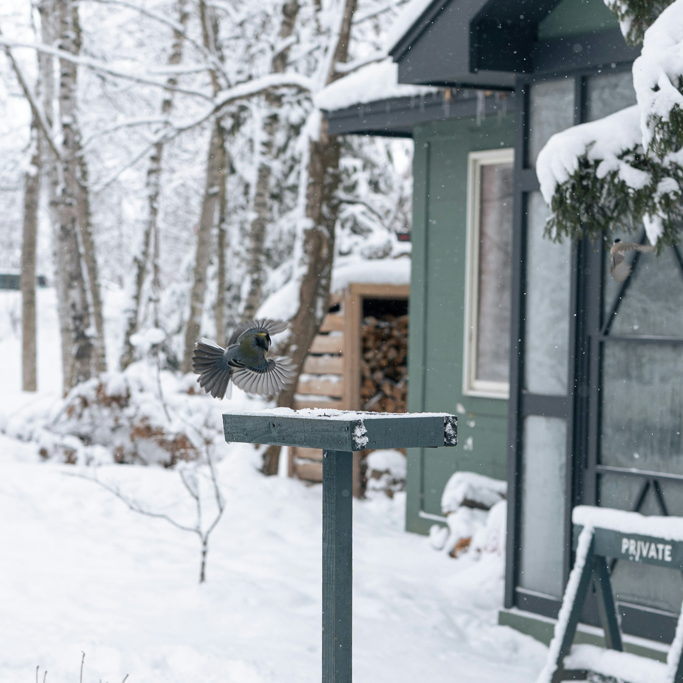 Snowy Landing: A small bird pauses on a feeder in a quiet winteryard