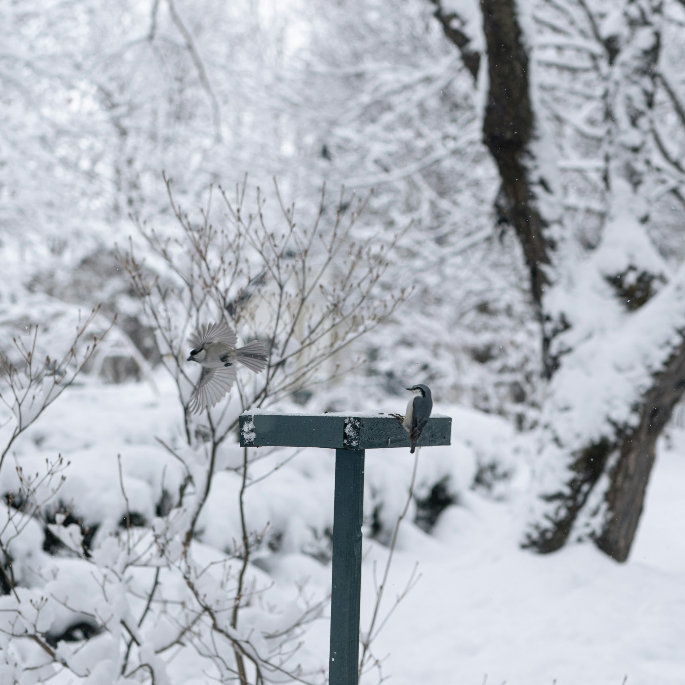Snowy Quiet: A Blue Post Supports a Feathery Visitor