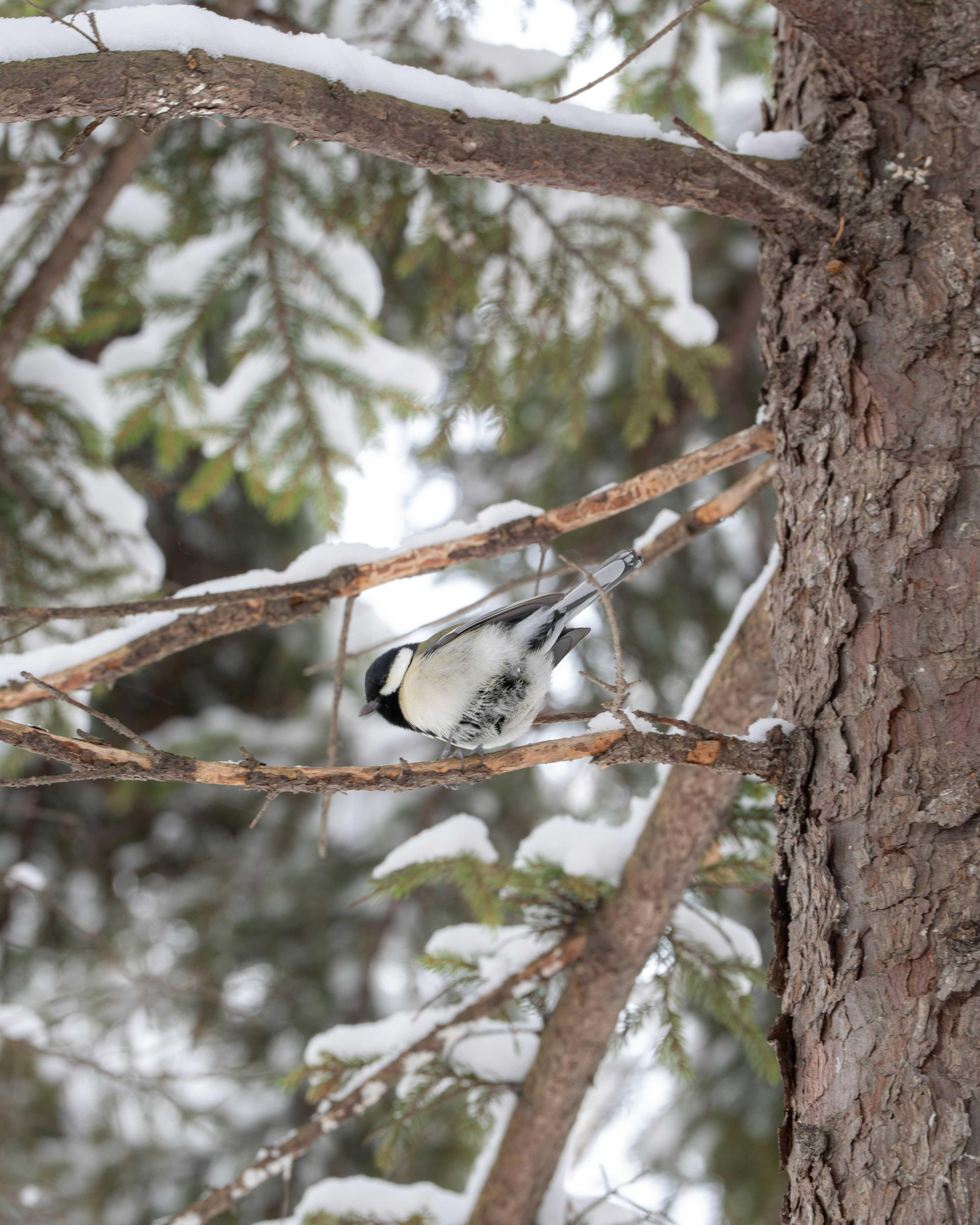 Snow-Threaded Branch: A Constantly Observed Chickadee
