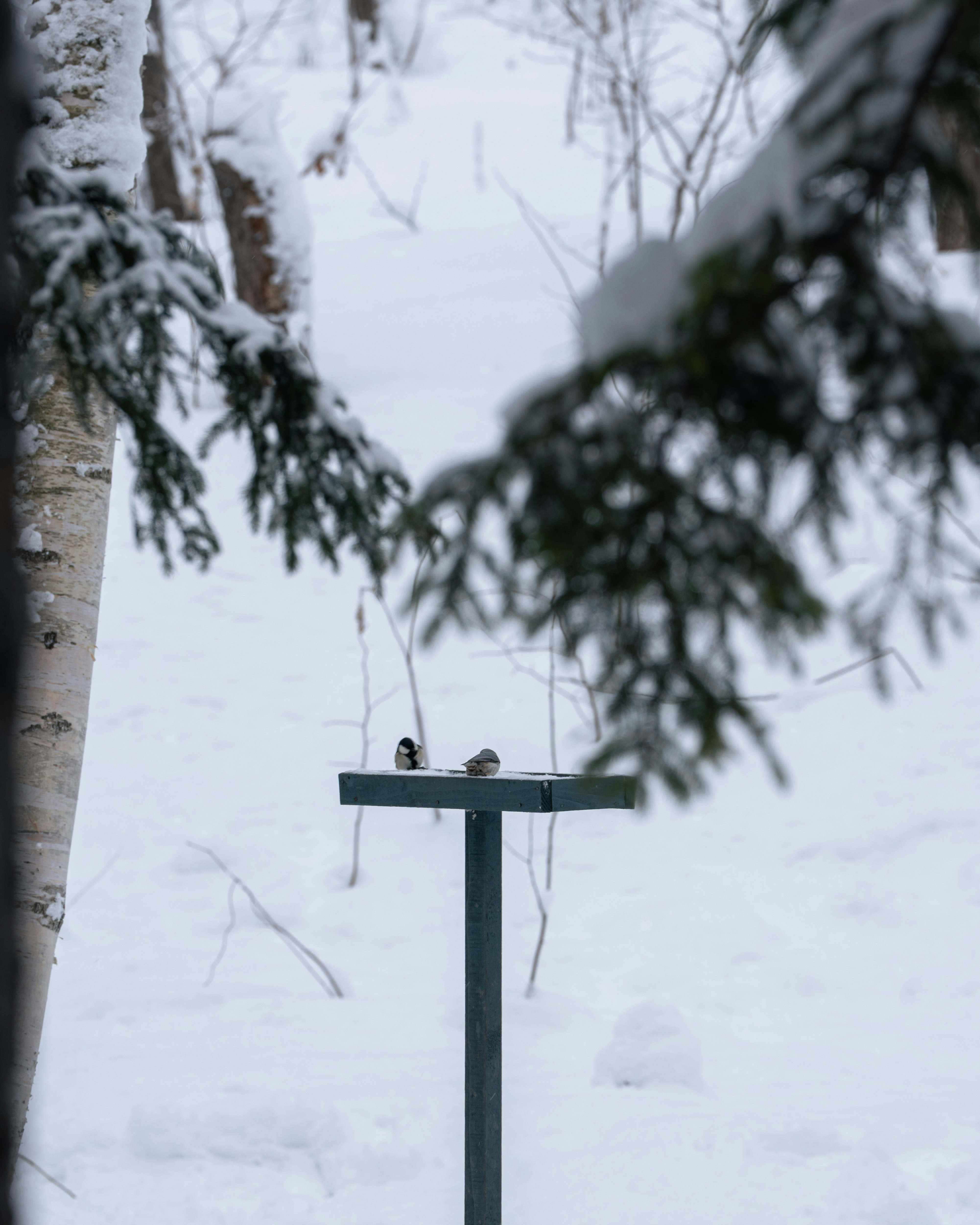 Birds at a Quiet Snow-Blanketed Feeding Bar