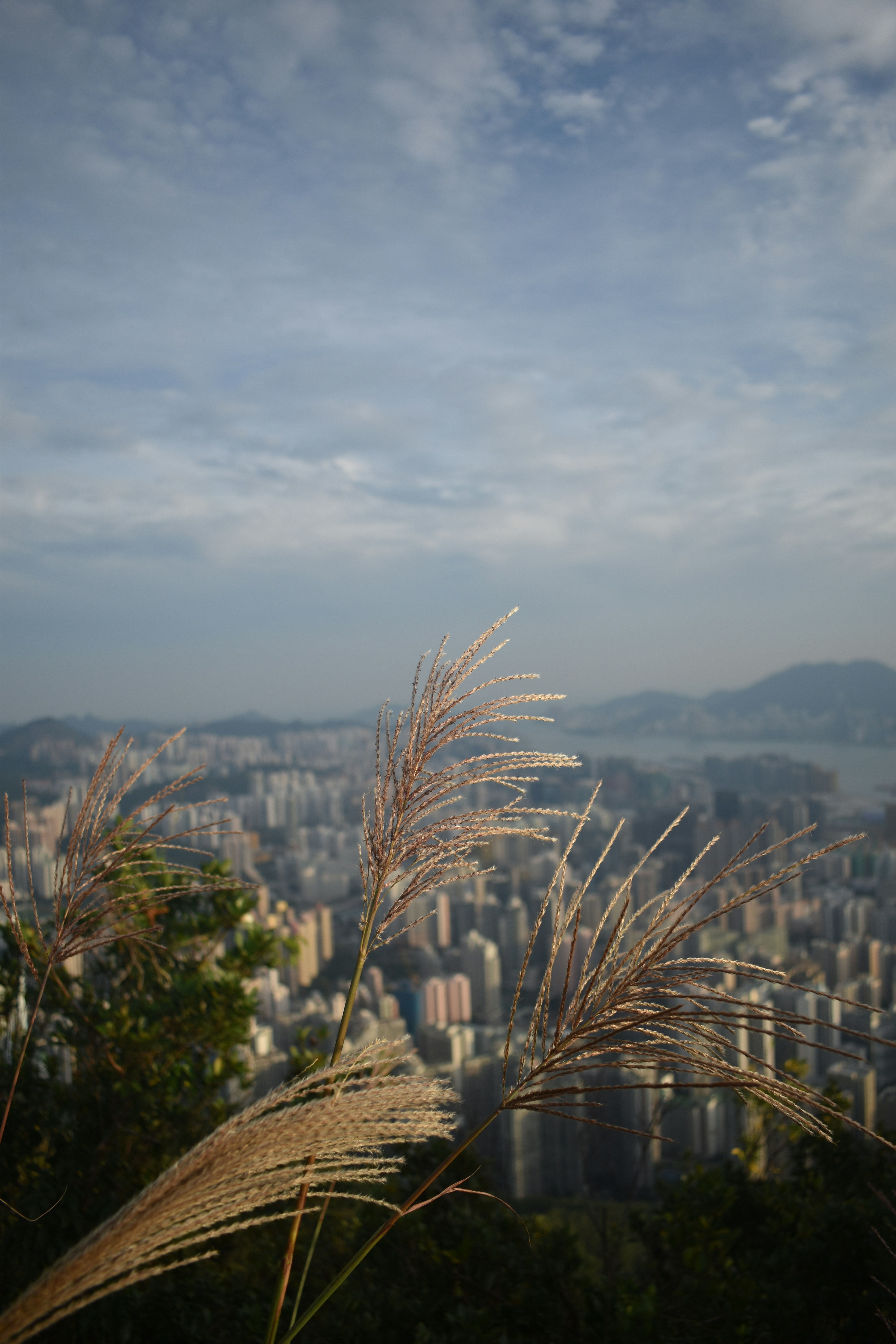 Golden Grasses Over a Distant Cityscape