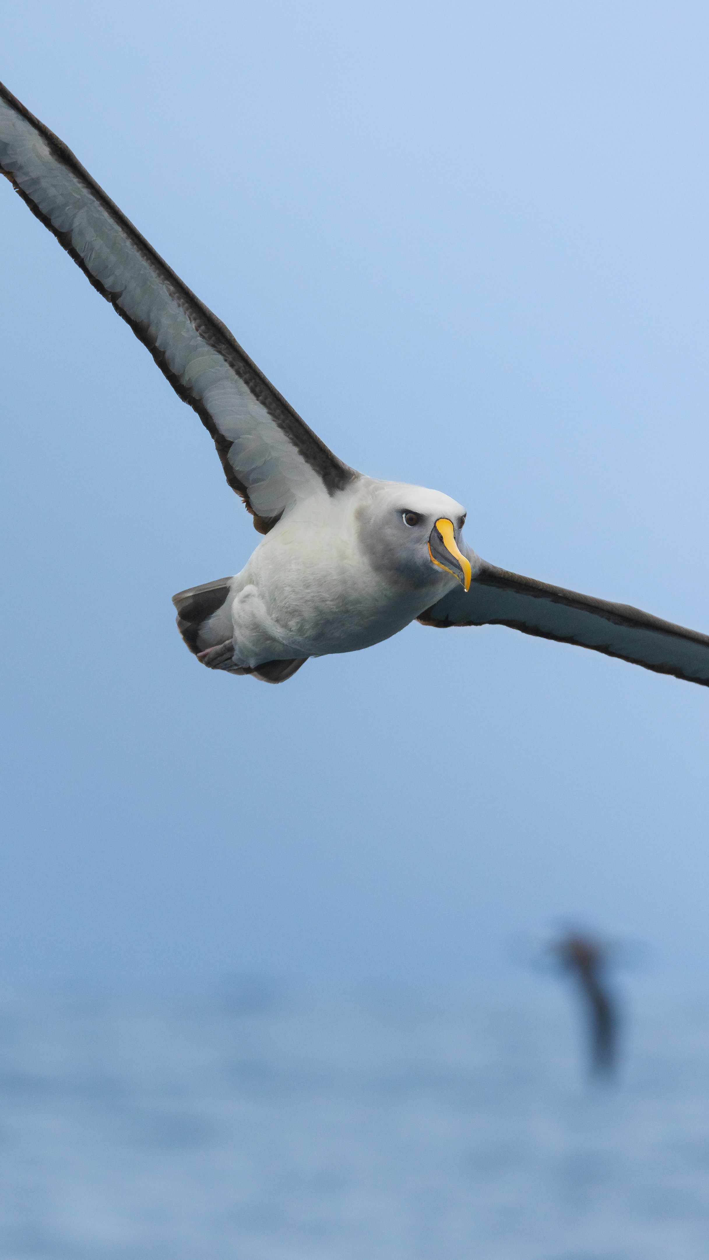 Wingbeat Over Azure: A Gull in Flight