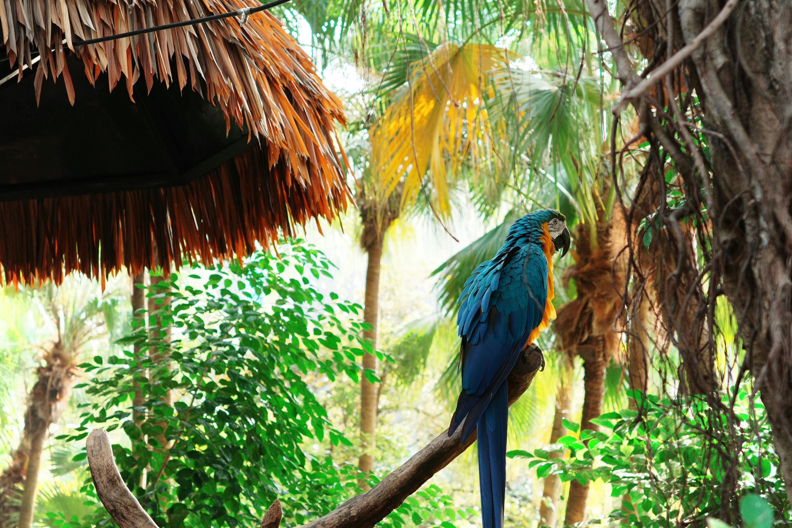 Azure Macaw on a Sunlit Branch Amid Tropical Foliage