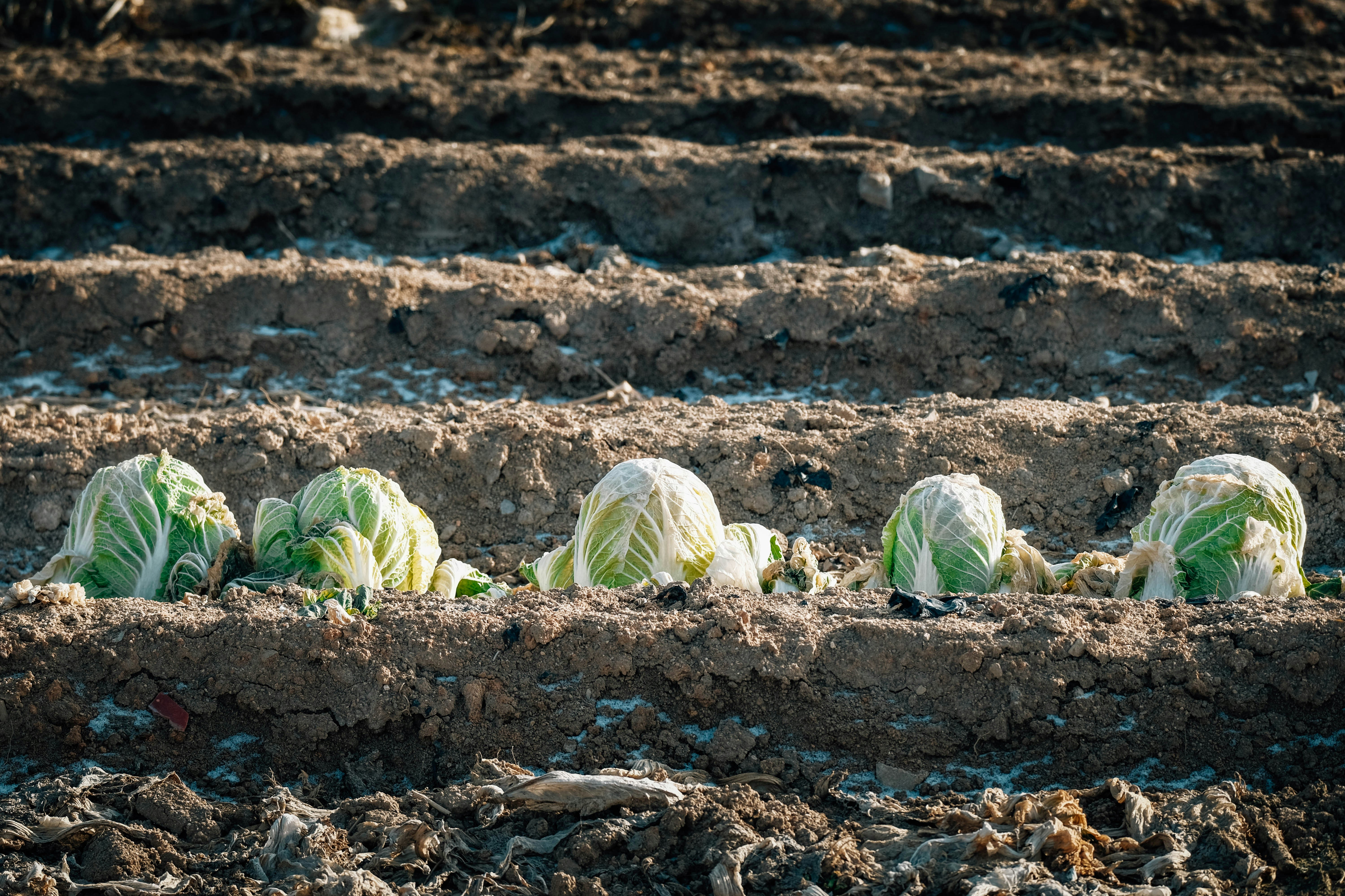 Row of cabbage saplings peeking through furrowed soil