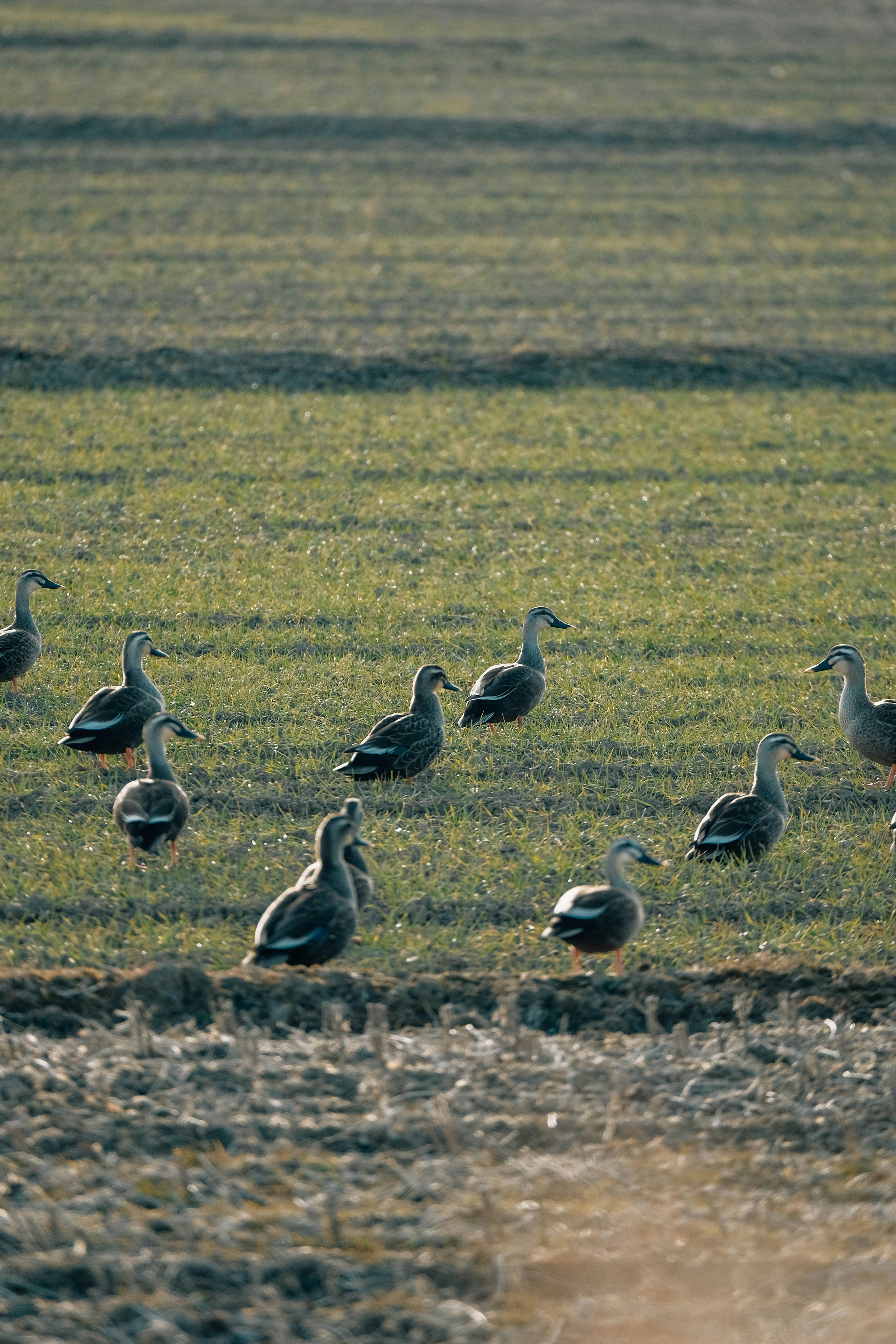 Flock in the Low Sun: A Field of Blue-Gray Hoppers